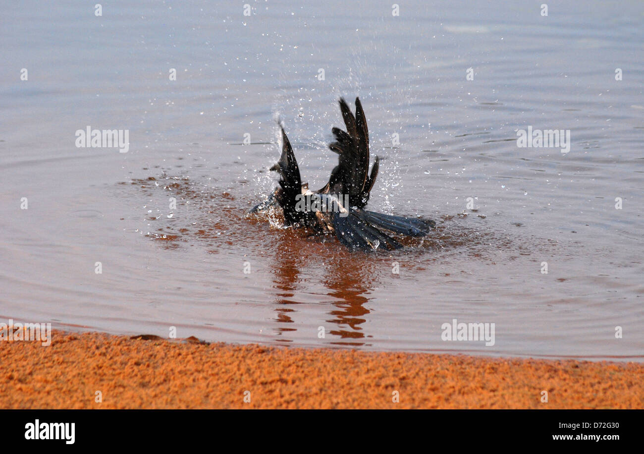 Animal bathing hi-res stock photography and images - Alamy