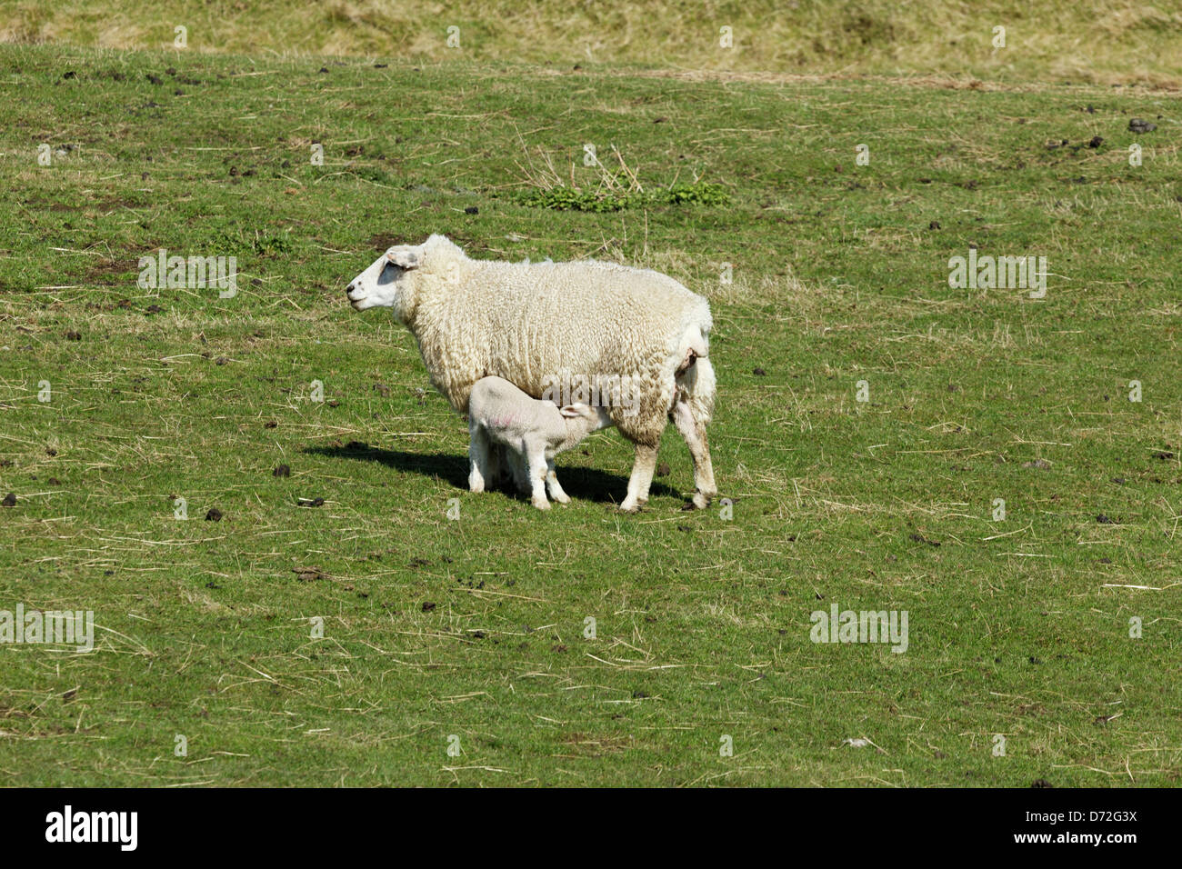 A ewe sheep feeding a lamb in a field in Fairfield Romney Marsh, Kent ...