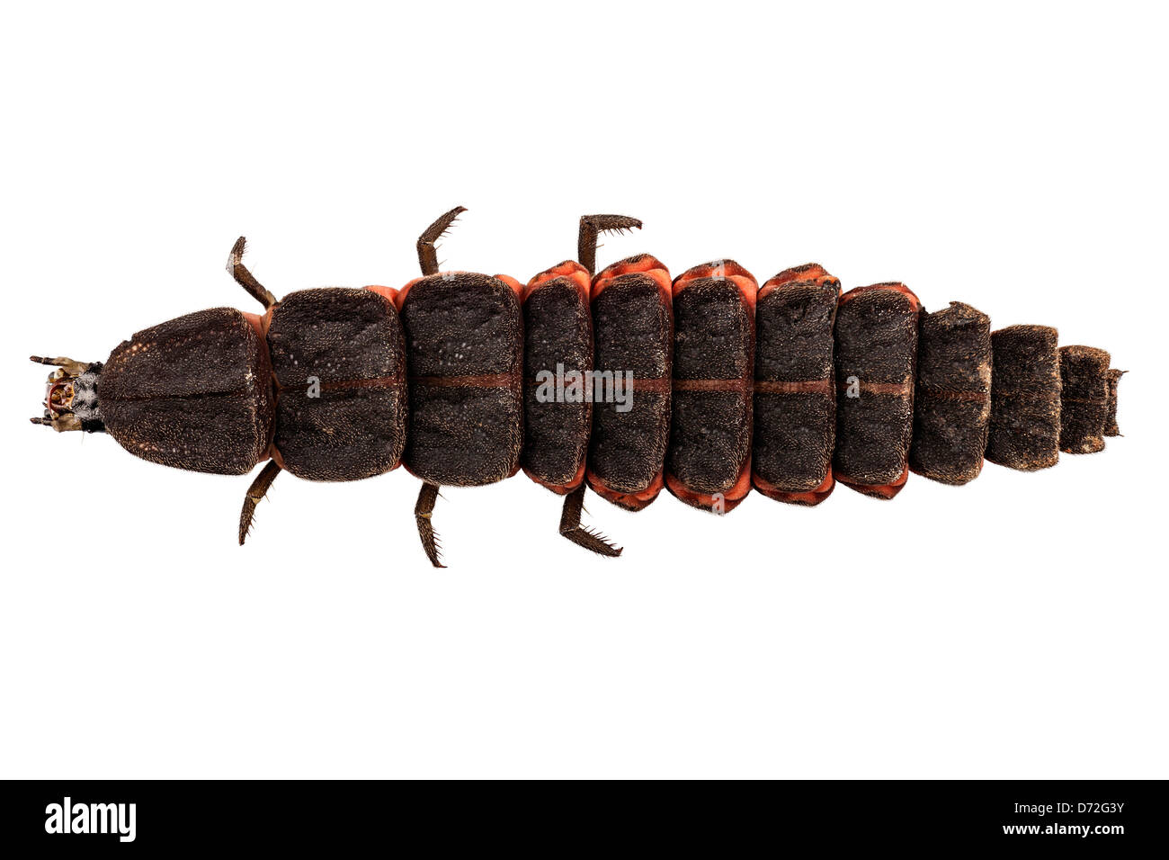 Female species hi-res stock photography and images - Alamy