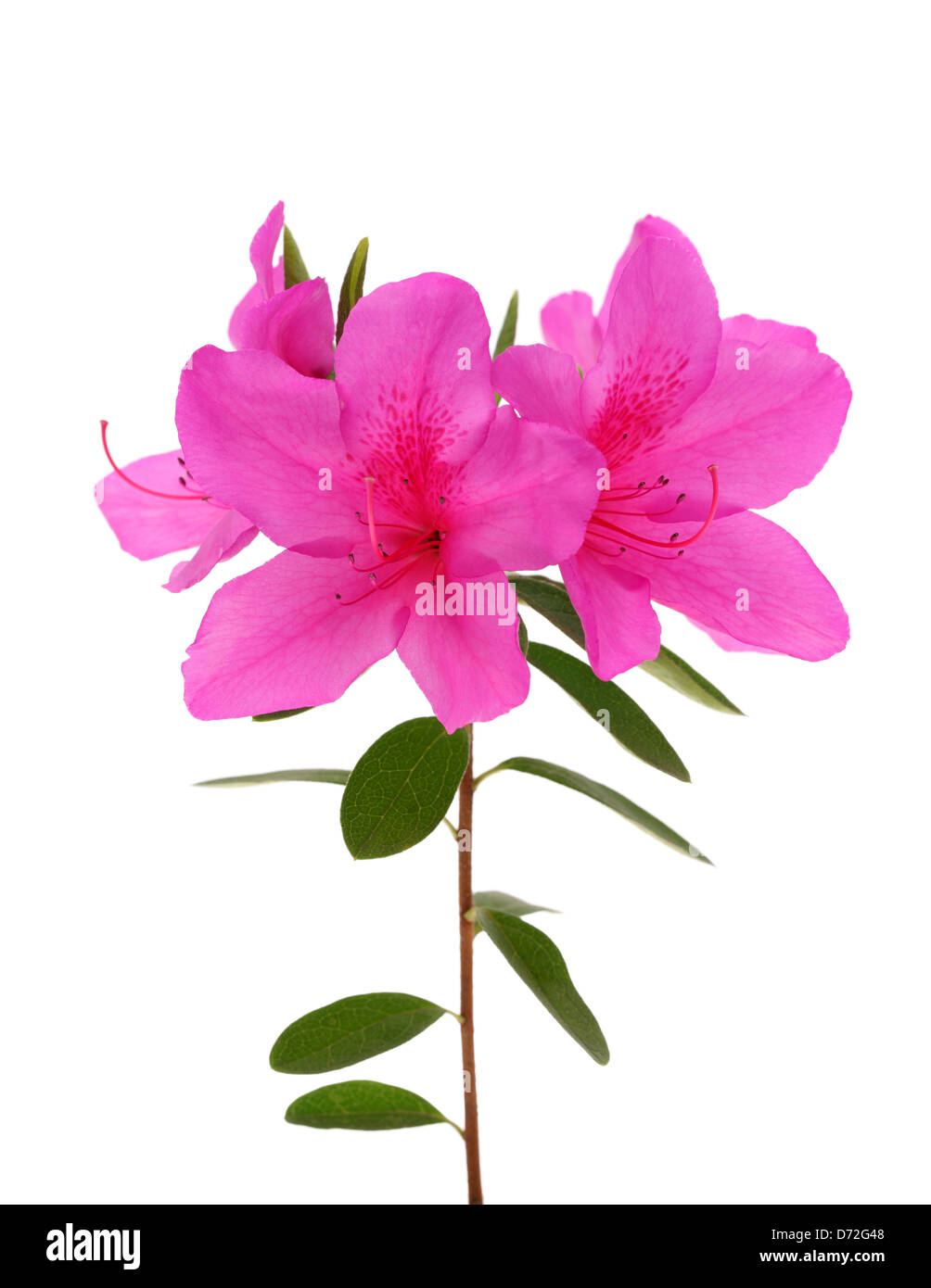 azalea flowers isolated on white background Stock Photo - Alamy