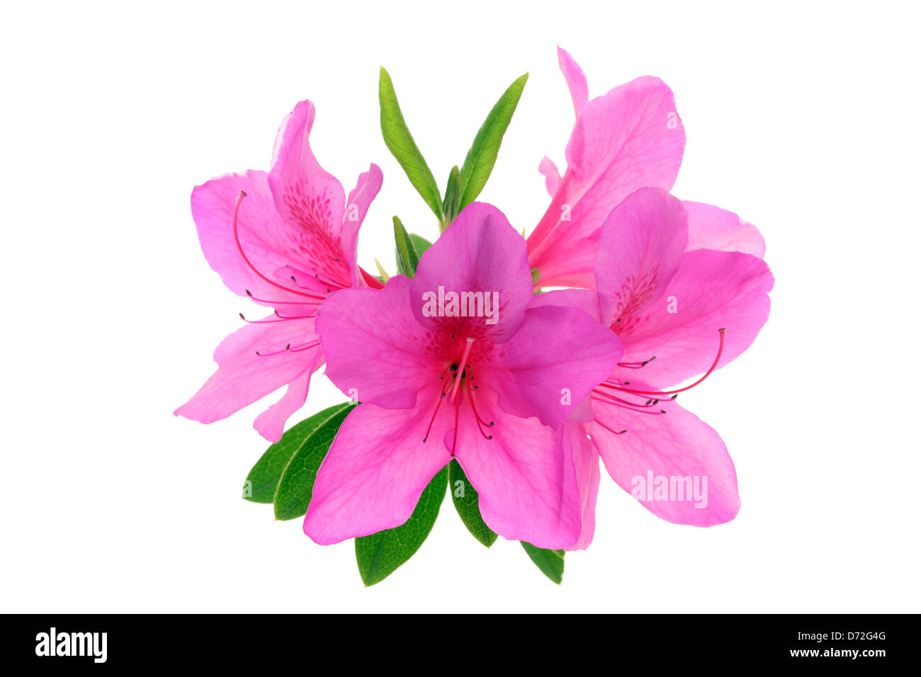 azalea flowers isolated on white background Stock Photo - Alamy