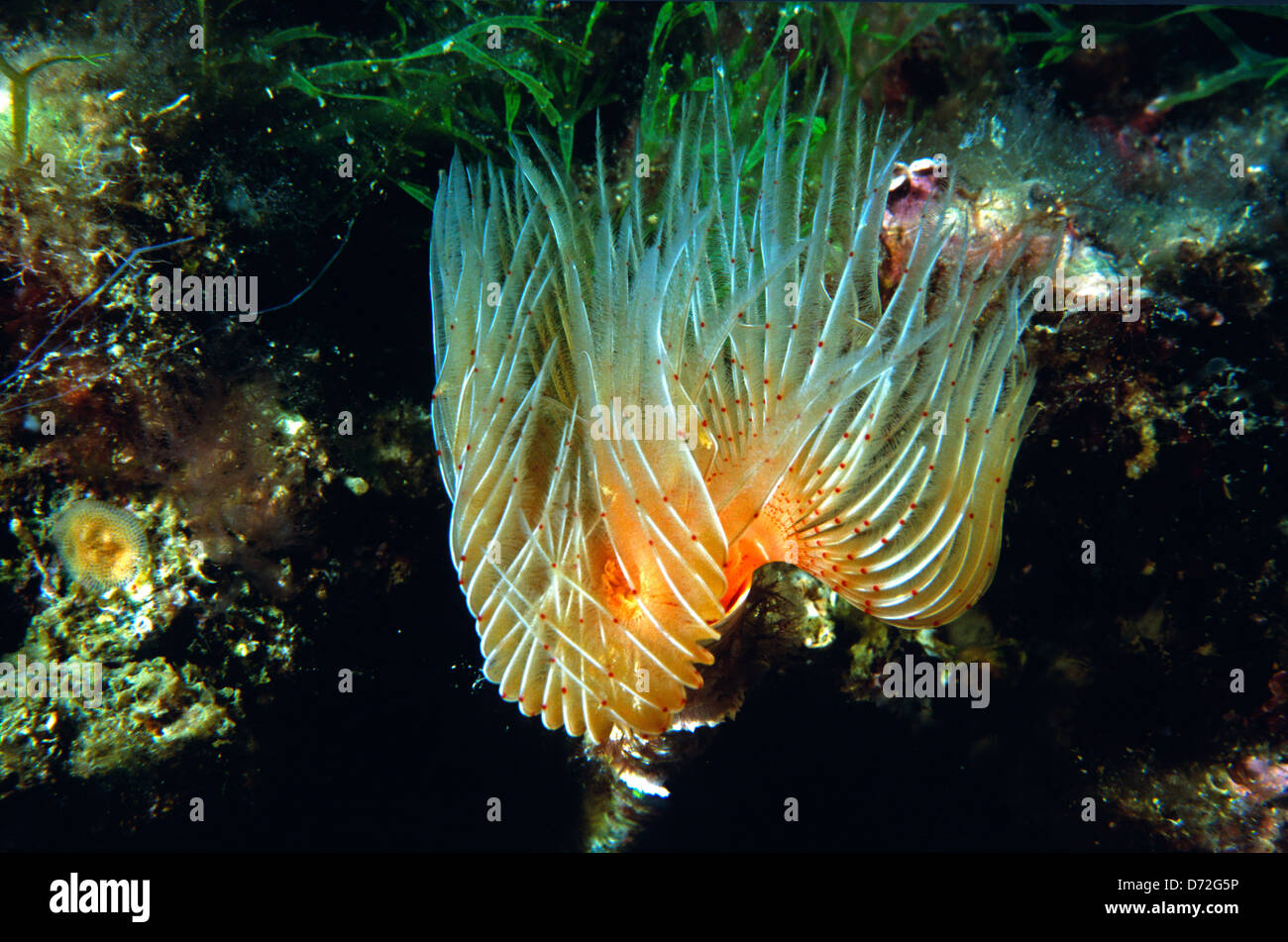 Red-Spotted Horseshoe Worm, Protula sp., Polychaeta, Giglio Island ...