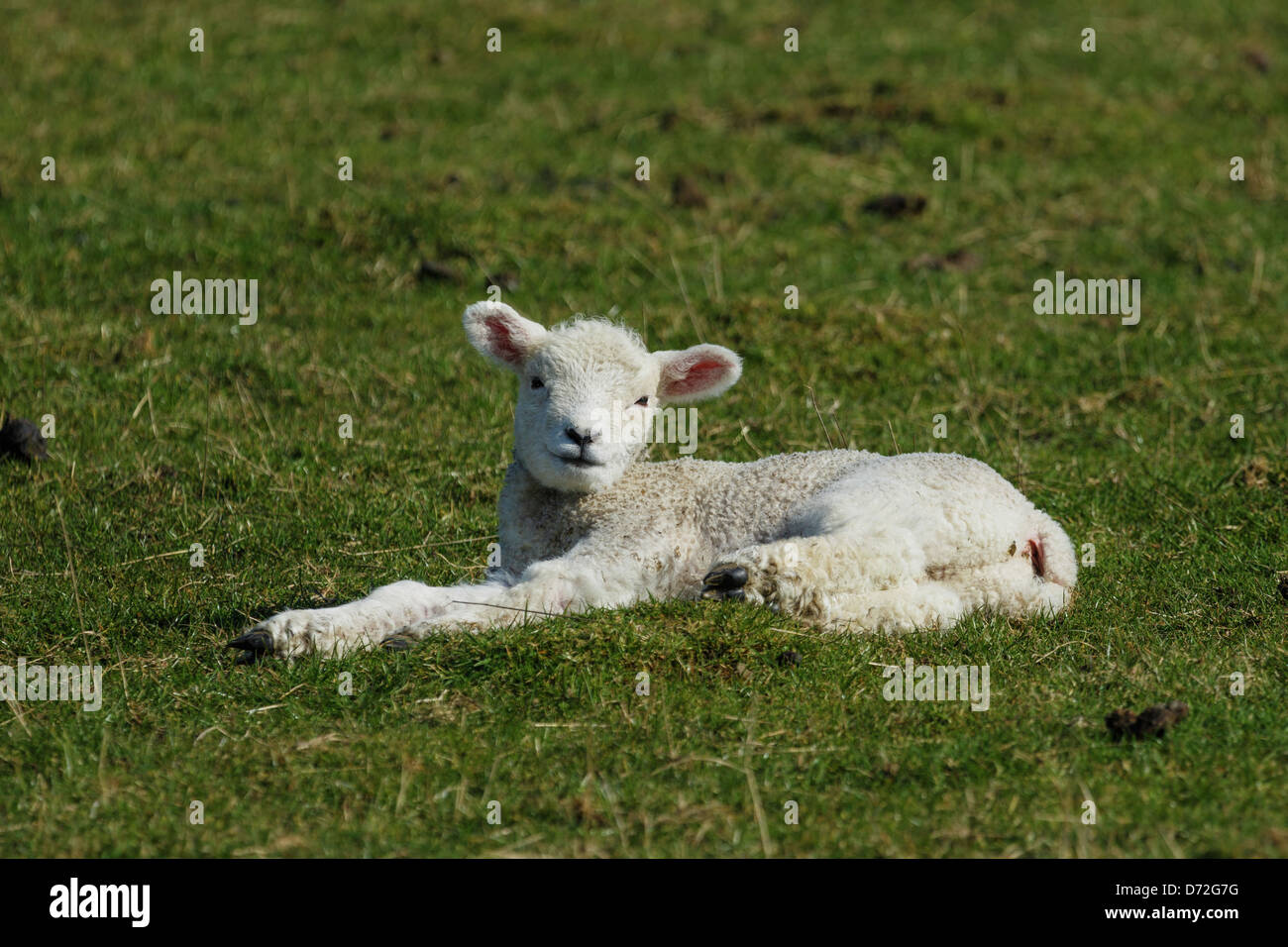 Kent in spring hi-res stock photography and images - Alamy