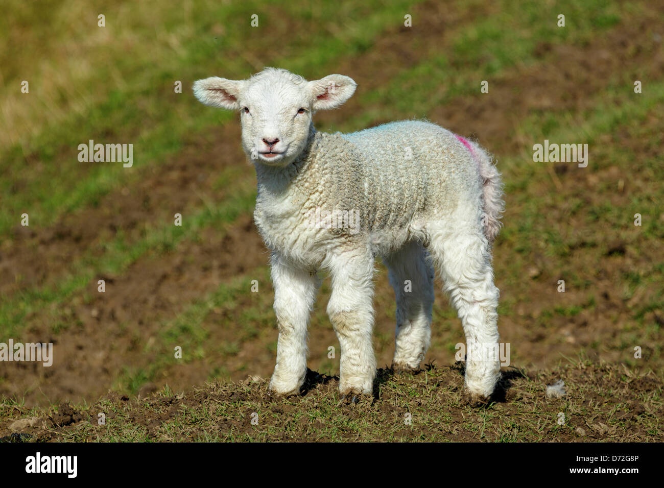 Kent in spring hi-res stock photography and images - Alamy
