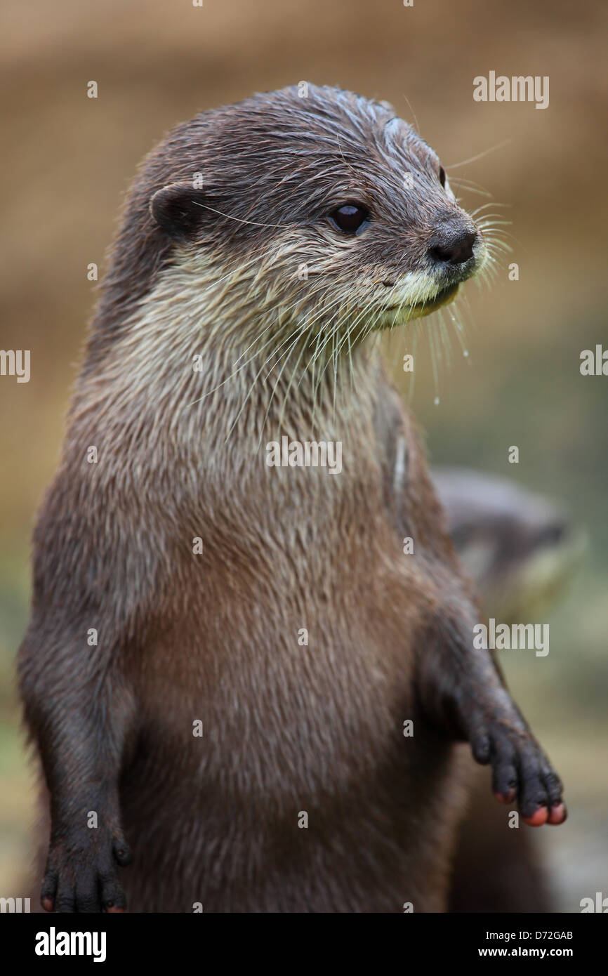 Asian river otter hi-res stock photography and images - Alamy