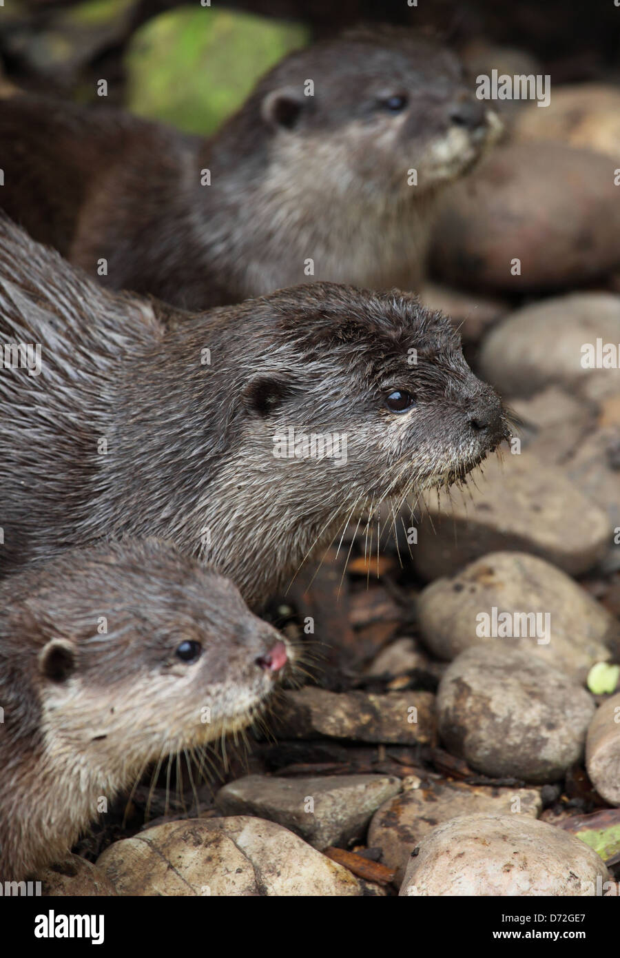 Asian river otter hi-res stock photography and images - Alamy
