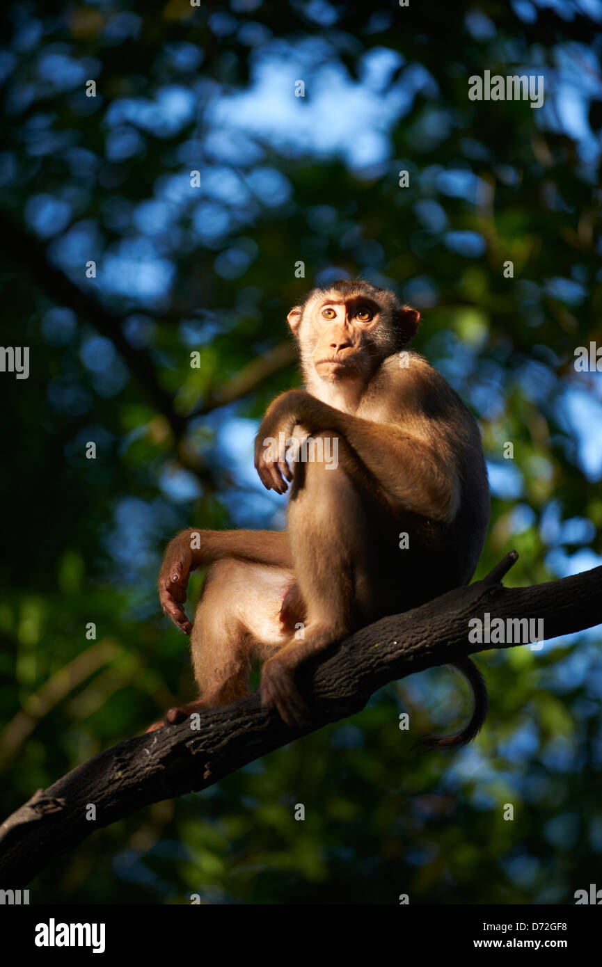 Malaysia pig tailed macaque wildlife hi-res stock photography and ...