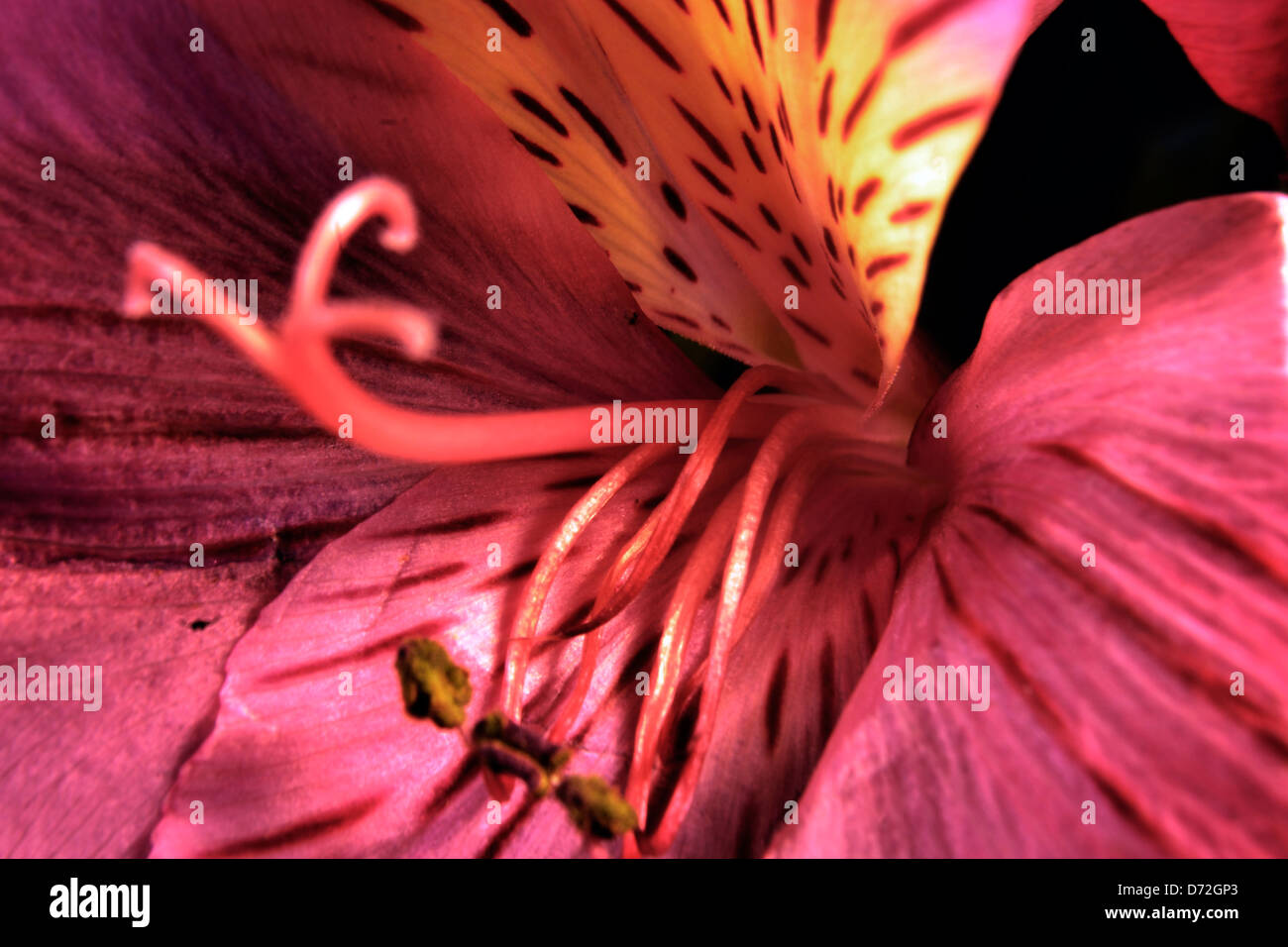 close up pink flower flowers Stock Photo - Alamy