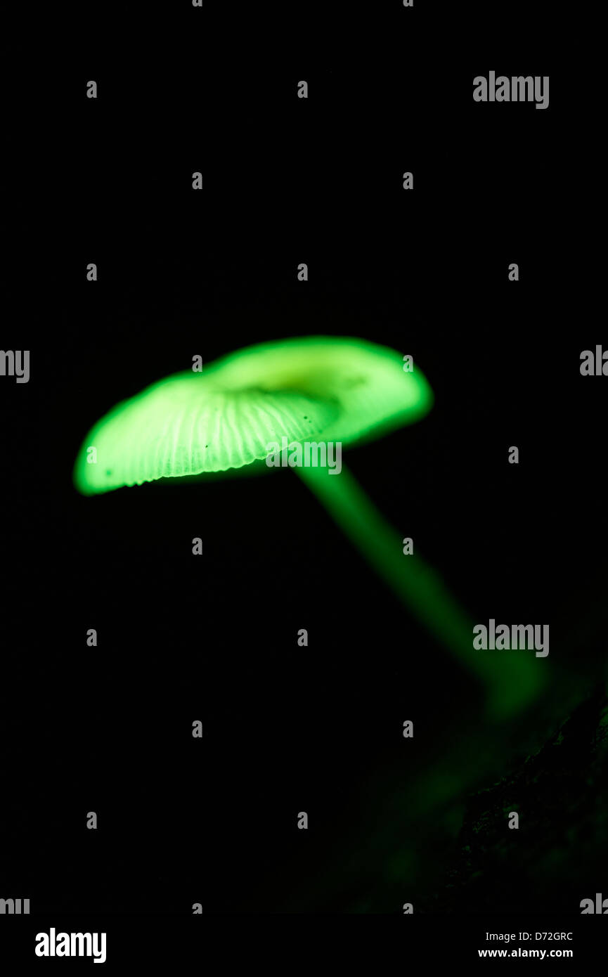 Ulu geroh hi-res stock photography and images - Alamy