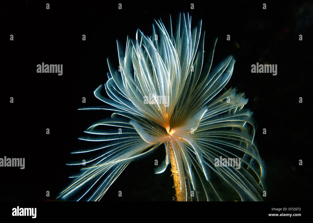 European fan worm Sabella spallanzani, Polychaeta, Giglio Island ...