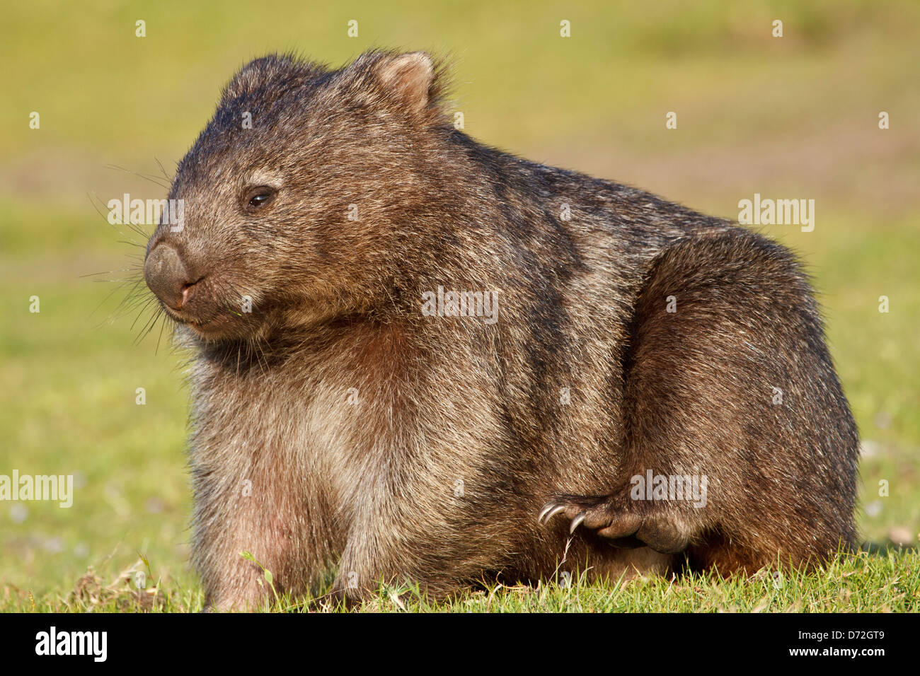 Wombat ( Vombatus ursinus ) scratching Stock Photo - Alamy
