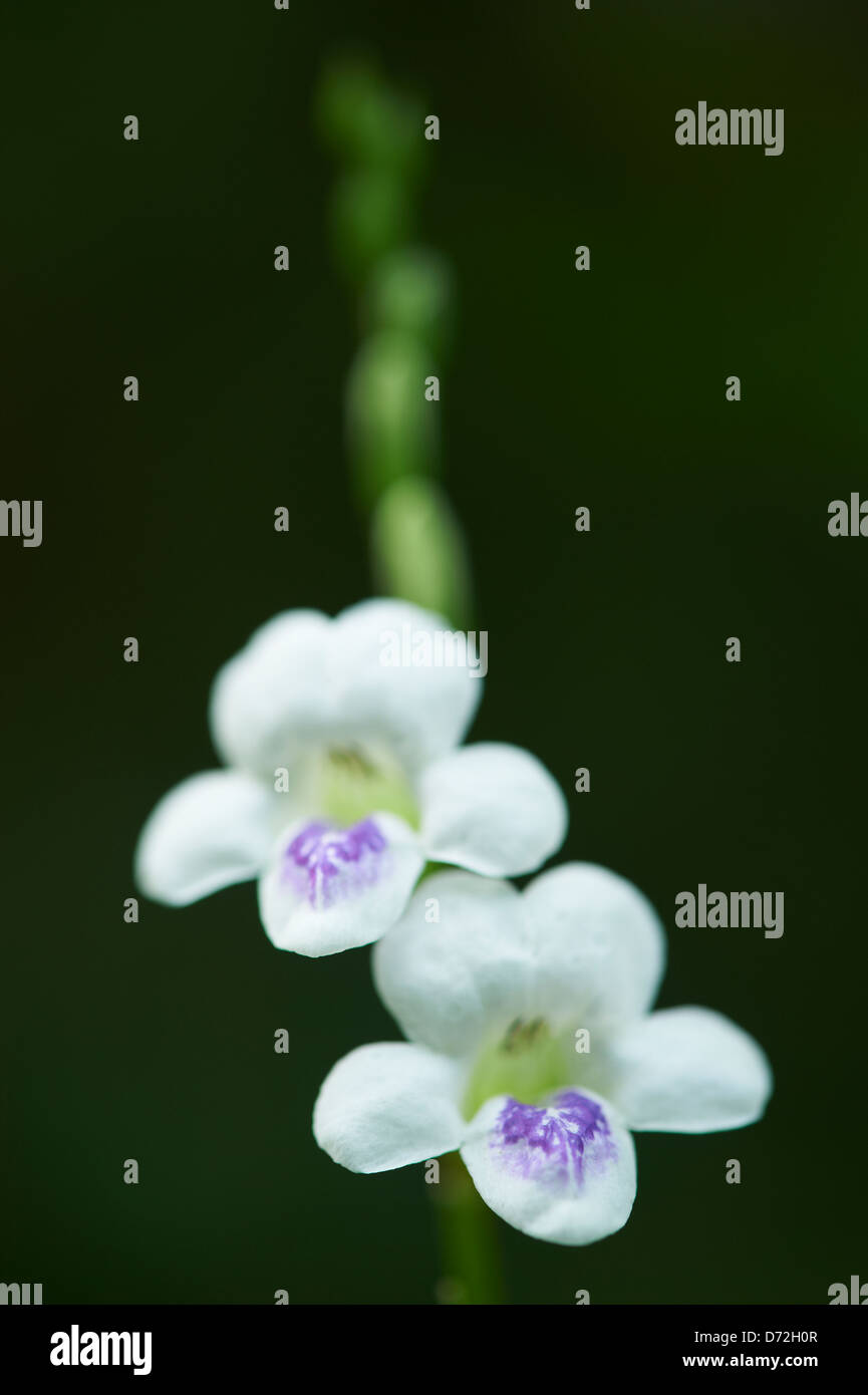Ulu geroh hi-res stock photography and images - Alamy