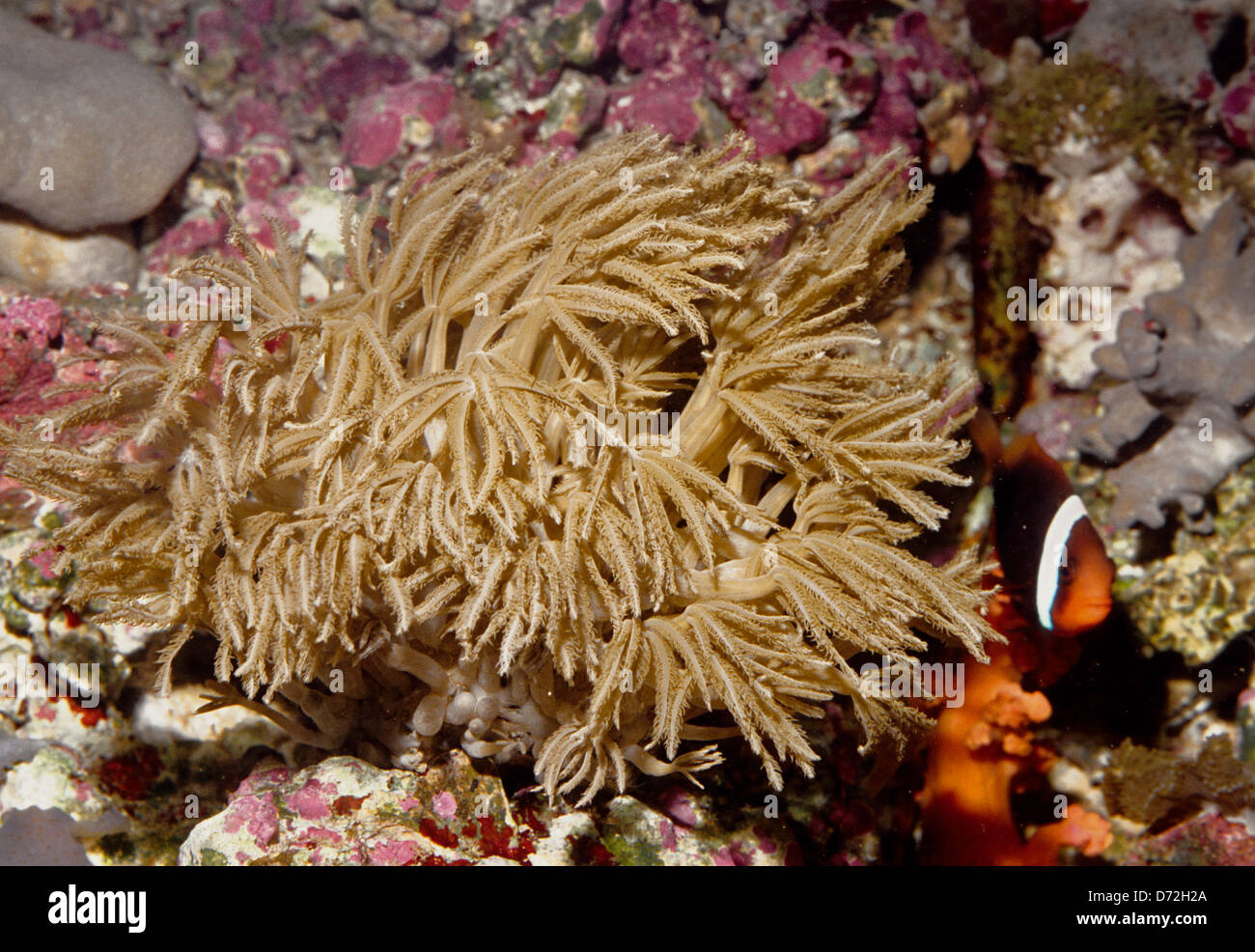 Glove or Star Polyp Clavularia sp., Clavulariidae, Indo-pacific Ocean ...