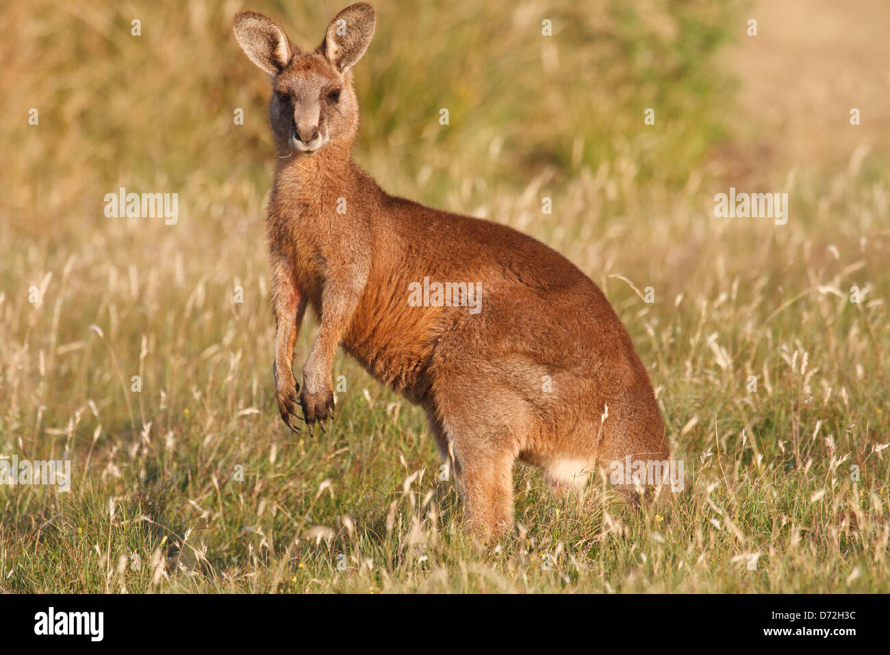 Male Forester ( Eastern grey ) kangaroo ( Macropus giganteus ) standing ...