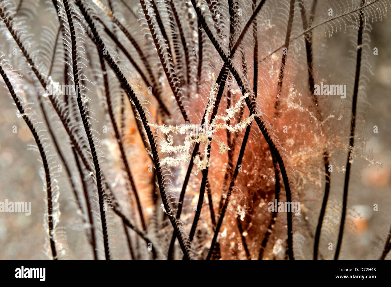 Pantopoda pycnogonida hi-res stock photography and images - Alamy