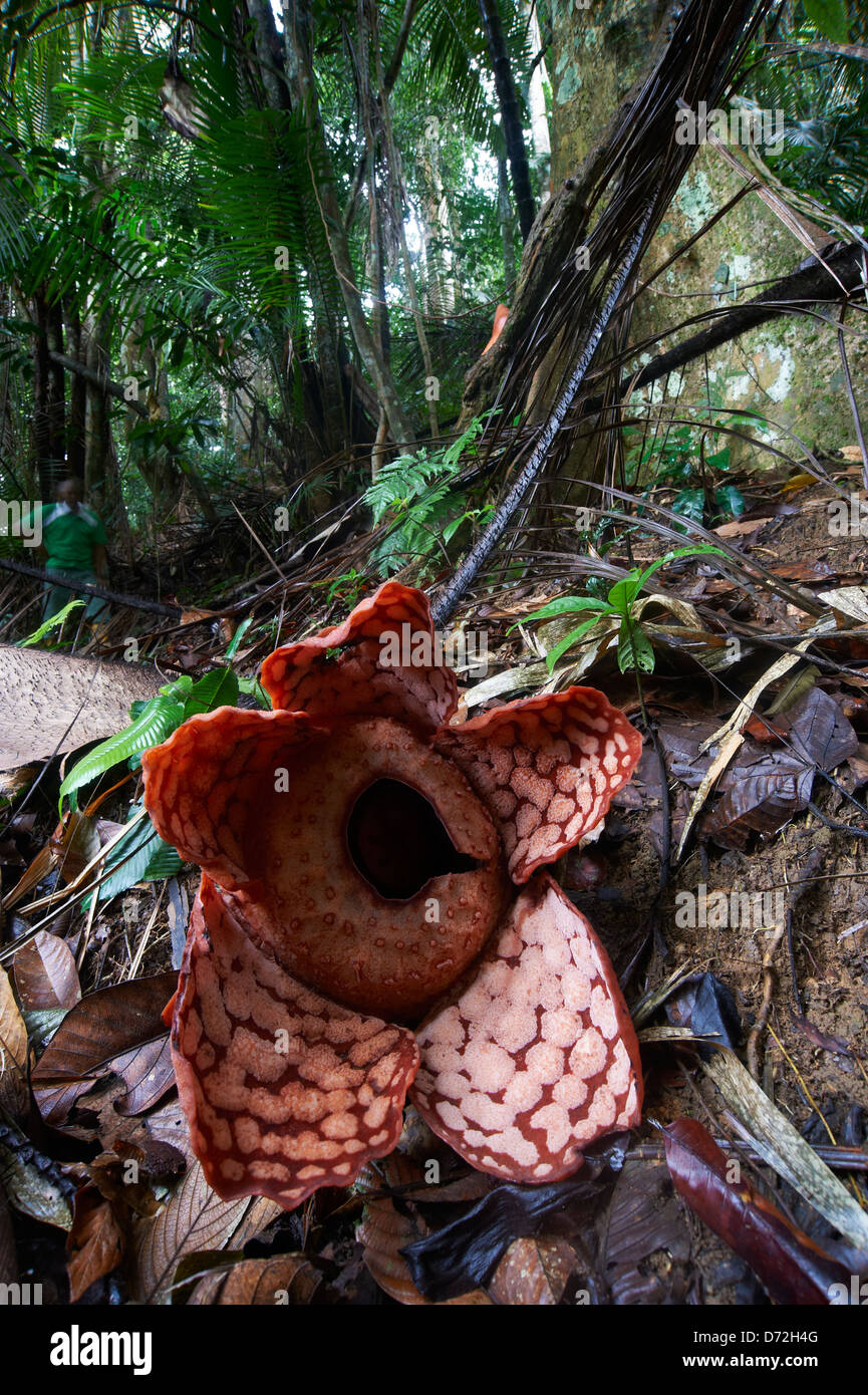Rafflesia Tree