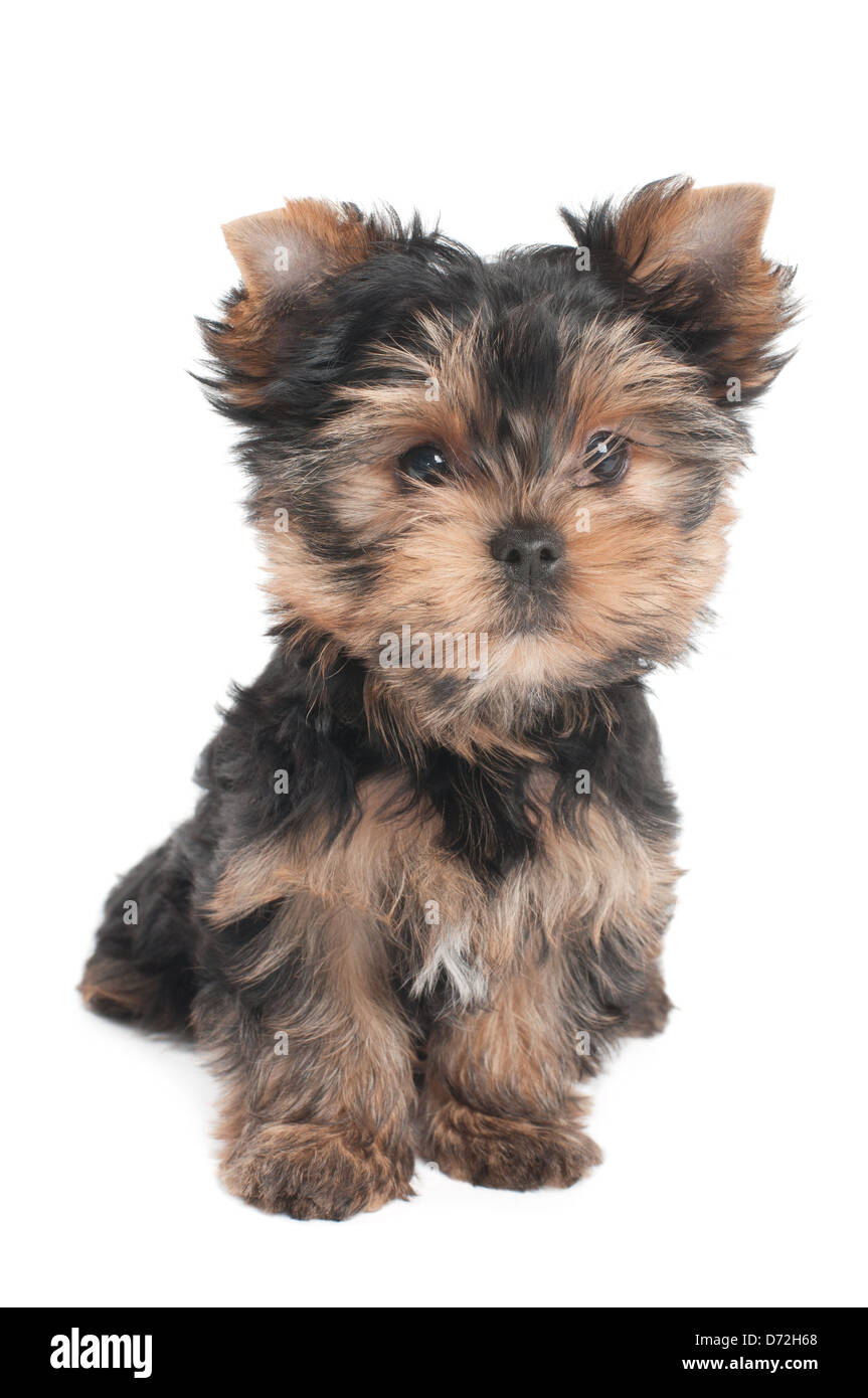 Wonderful puppy of the Yorkshire Terrier sitting on white background ...