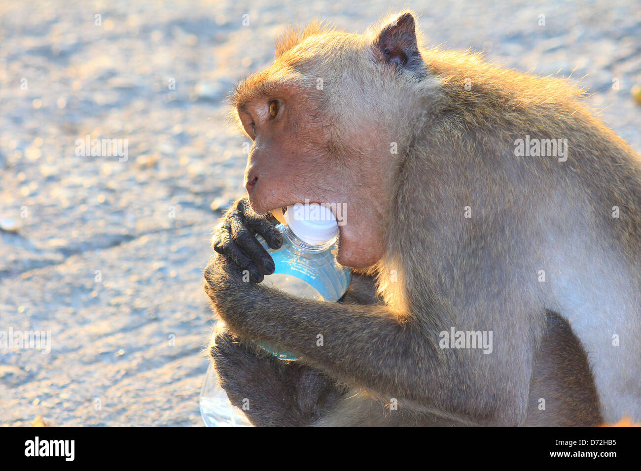 Monkey bites bottle Stock Photo - Alamy