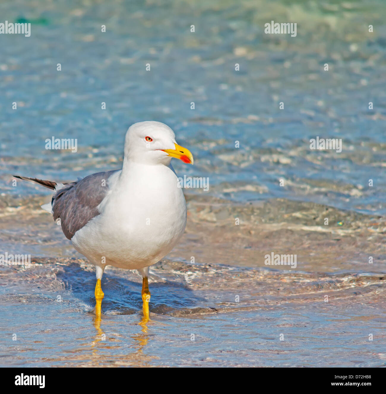 seagull standing on the foreshore Stock Photo - Alamy