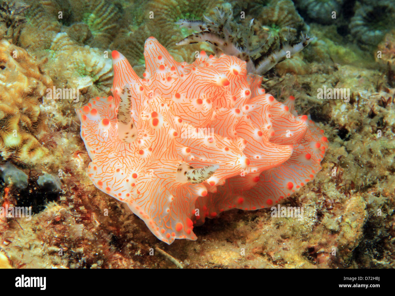 Malesso Halgerda (Halgerda Batangas), Lembeh Strait, Indonesia Stock ...