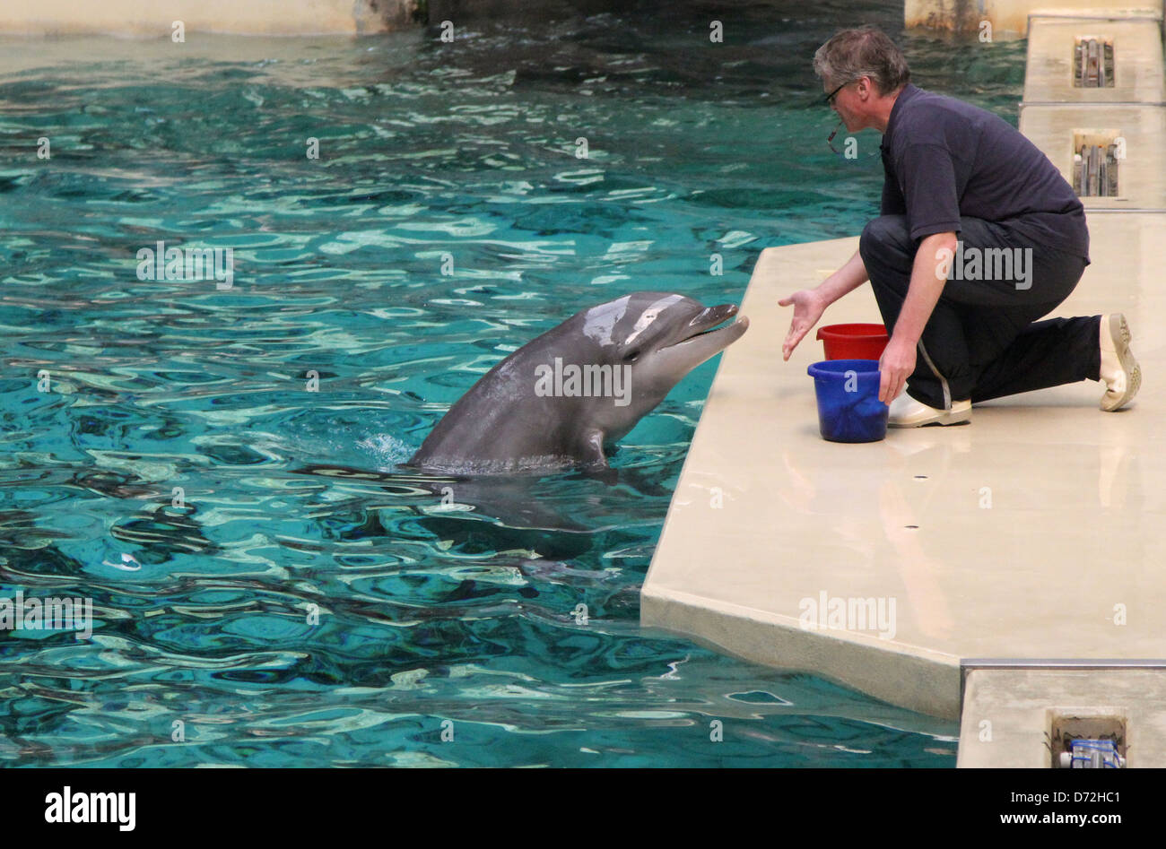 Dolphin welfare hi-res stock photography and images - Alamy