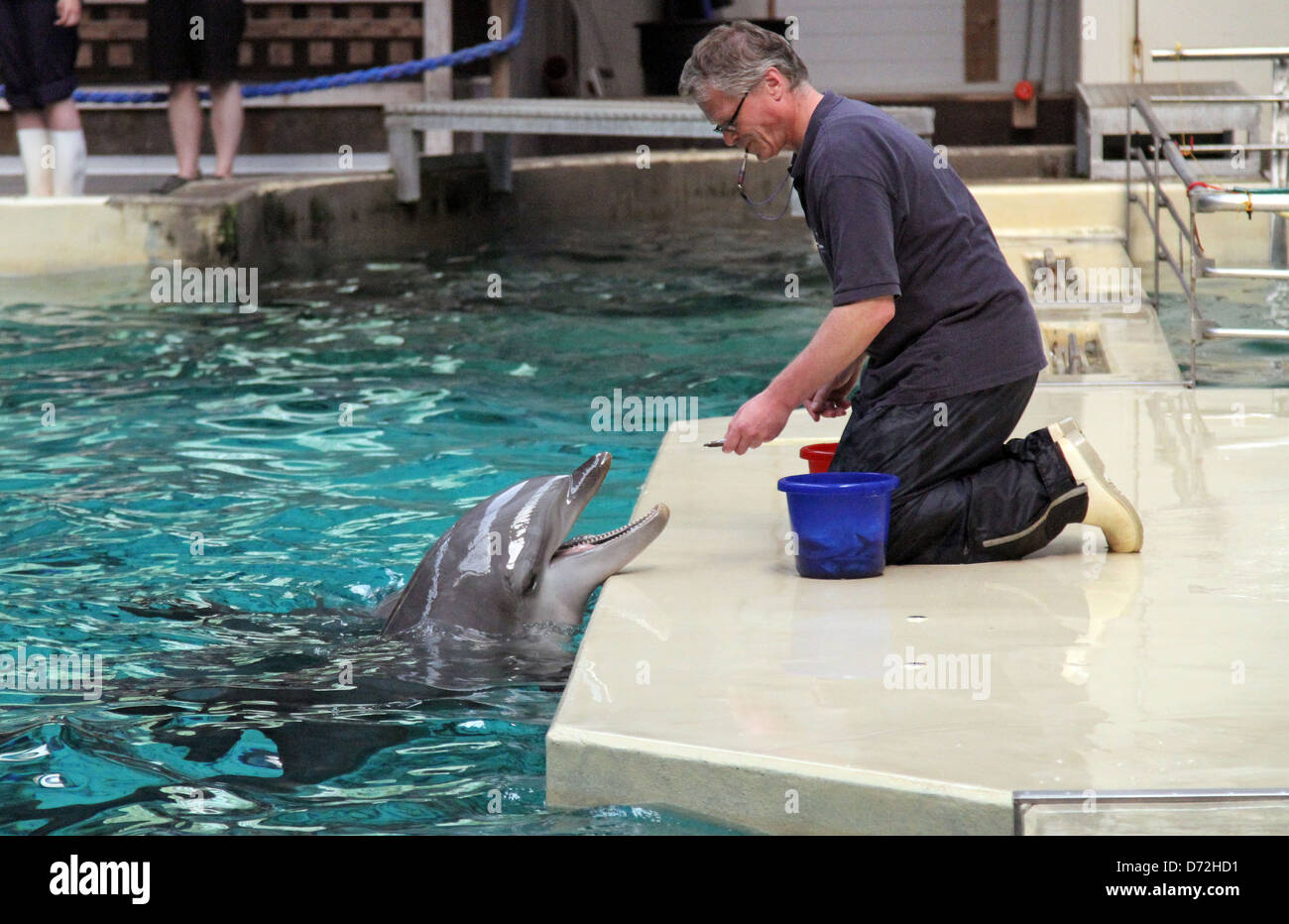 Muenster, Germany, keepers rewarded a dolphin with a fish Stock Photo ...