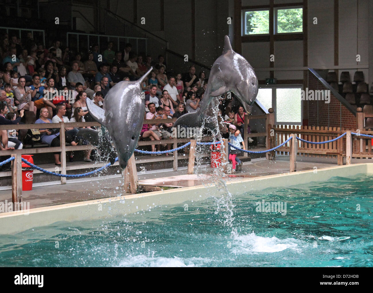 Show Dolphins High Resolution Stock Photography and Images - Alamy