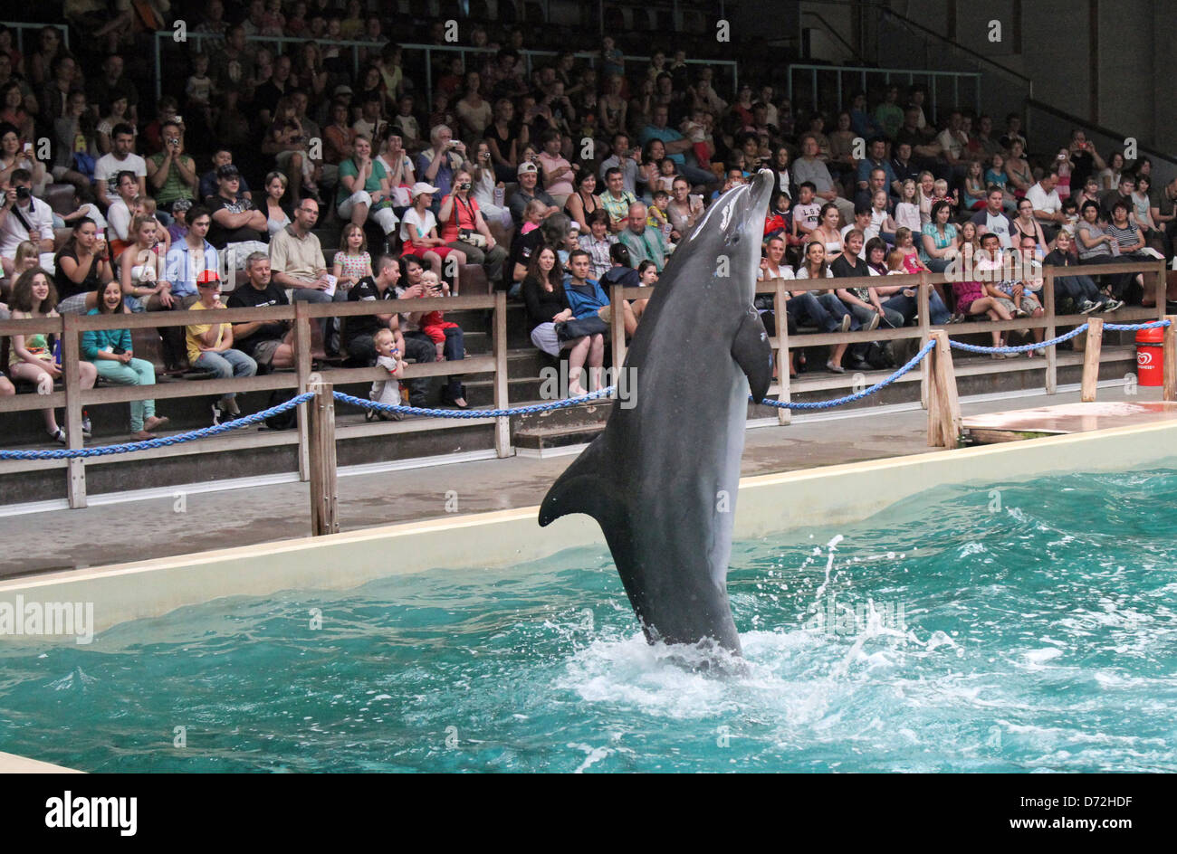 Muenster, Germany, dolphin shows a Kunststueck front of an audience ...