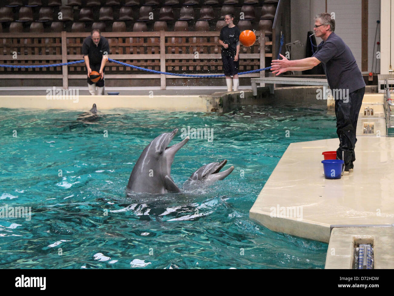 Muenster, Germany, dolphins zookeeper throws a ball Stock Photo - Alamy