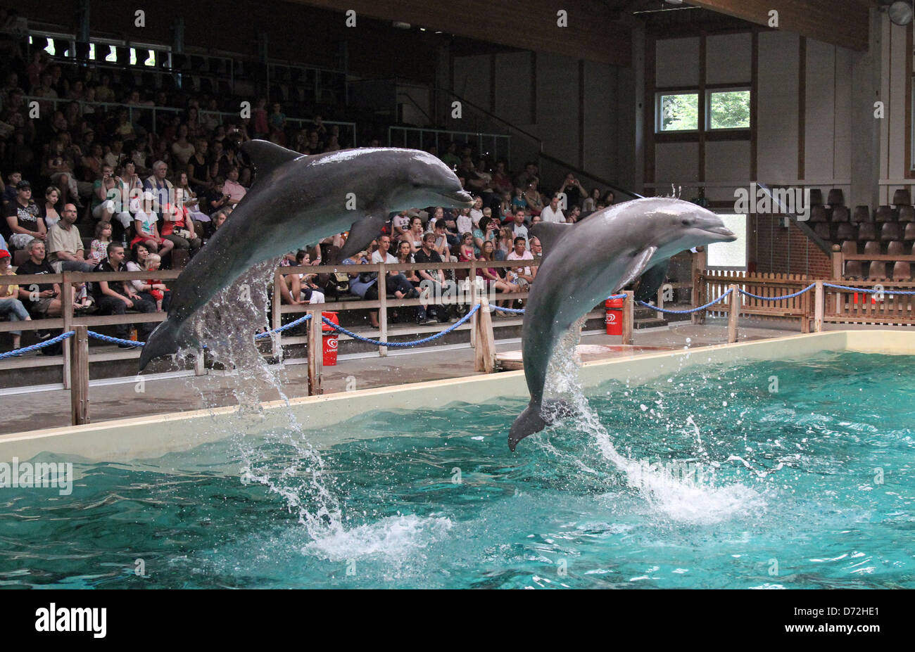 Muenster, Germany, dolphins show their Kunststuecke front of an ...