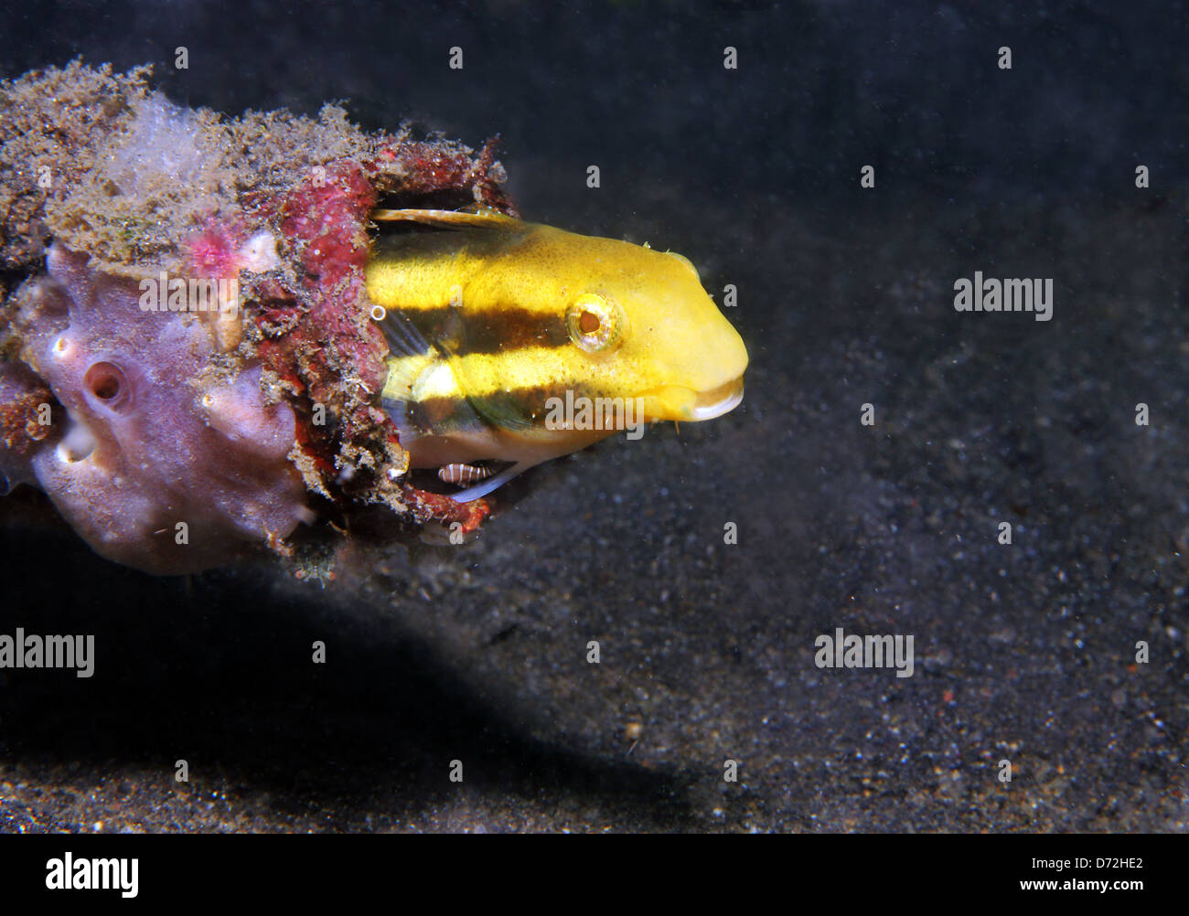Shield fish hi-res stock photography and images - Alamy