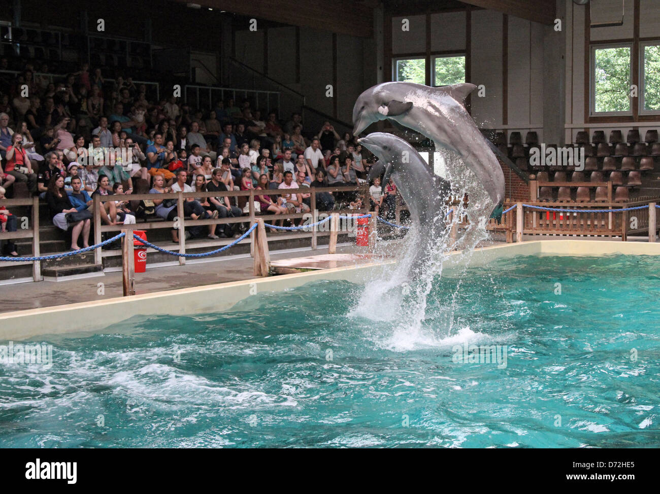 Muenster, Germany, dolphins show their Kunststuecke front of an ...