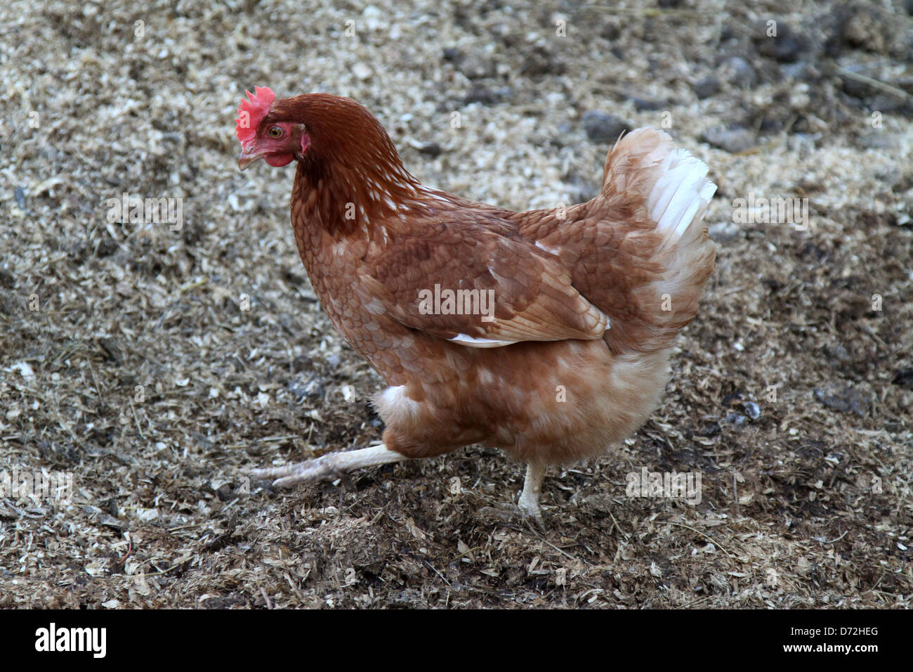 Ingelheim, Germany, chicken house Stock Photo - Alamy