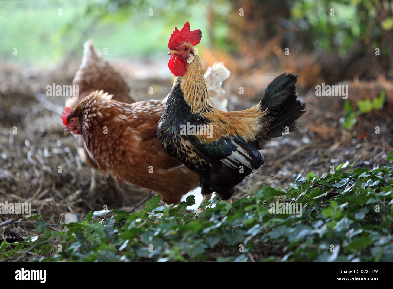 Ingelheim, Germany, hens and rooster Stock Photo - Alamy
