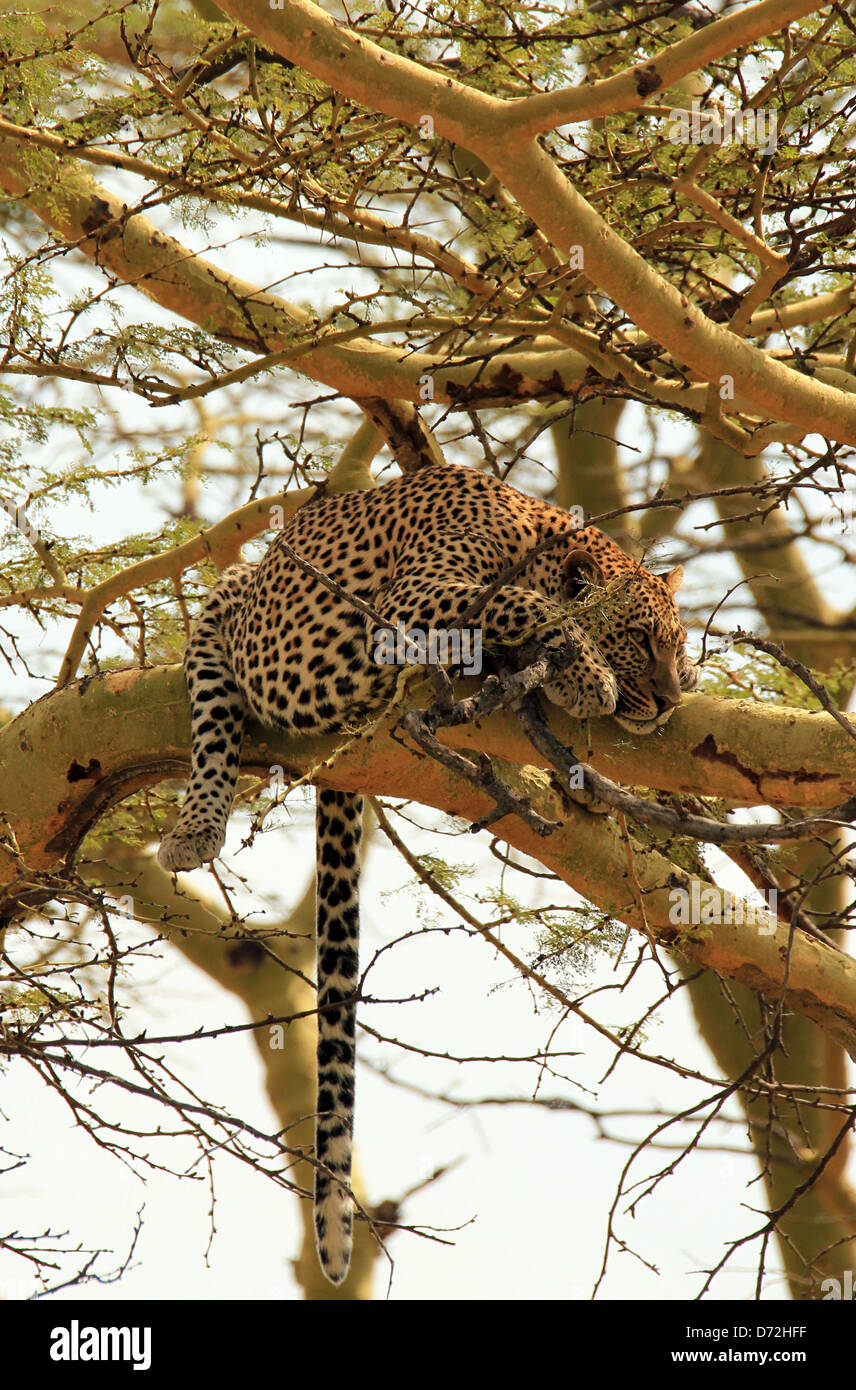 Serengeti tanzania leopard tree hi-res stock photography and images - Alamy