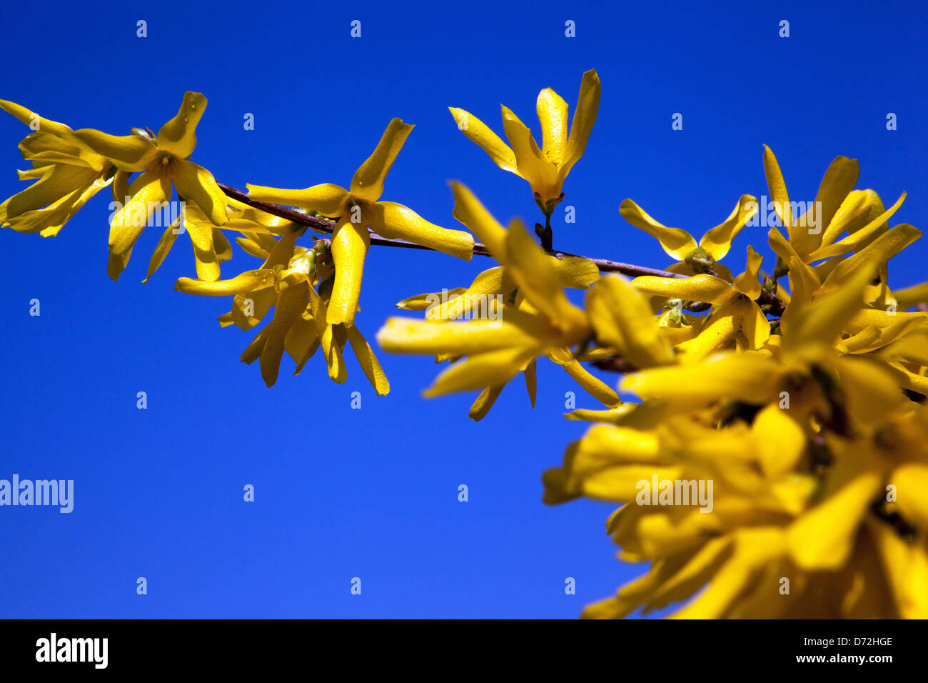 Forsythia x intermedia, garden shrub flowering in early Spring Stock ...