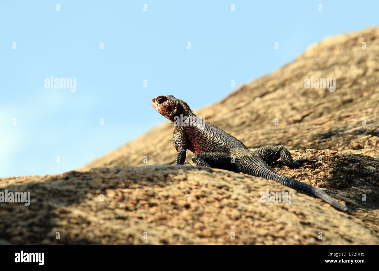 Monitor Lizard on Rock, Serengeti, Tanzania Stock Photo - Alamy