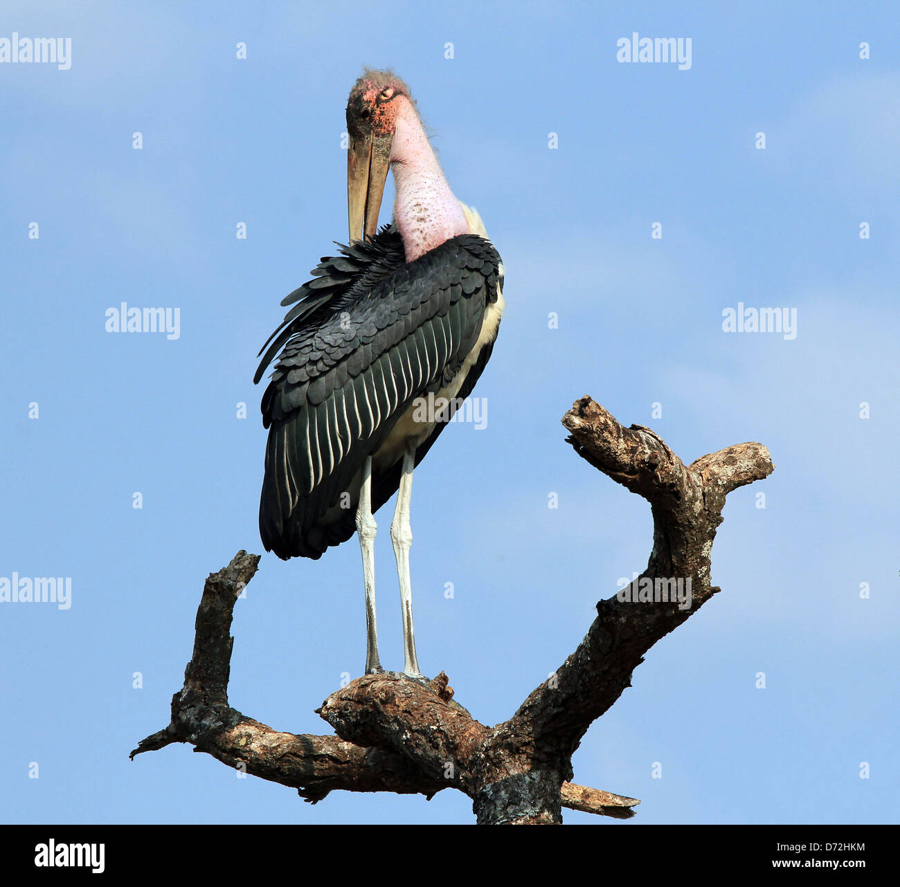 Marabou Stork Bird In Tanzania Stock Photos & Marabou Stork Bird In ...