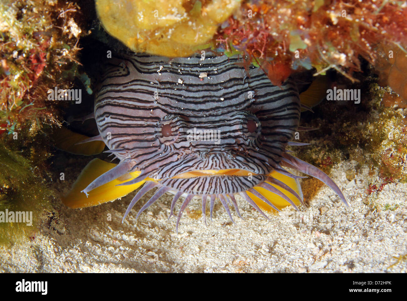 Splendid Toadfish (Sanopus Splendidus), Cozumel, Mexico Stock Photo - Alamy