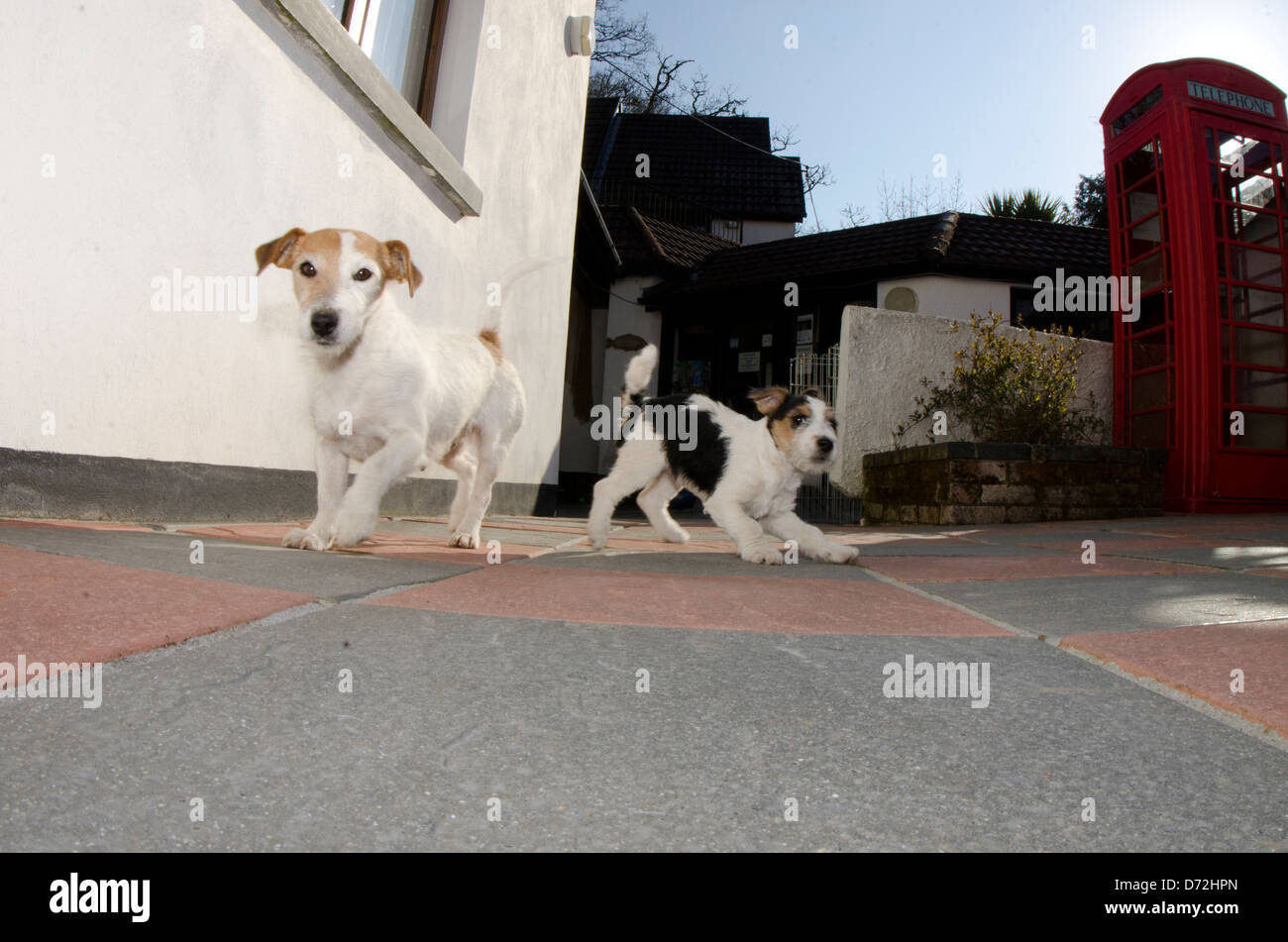 Playing puppies hi-res stock photography and images - Alamy