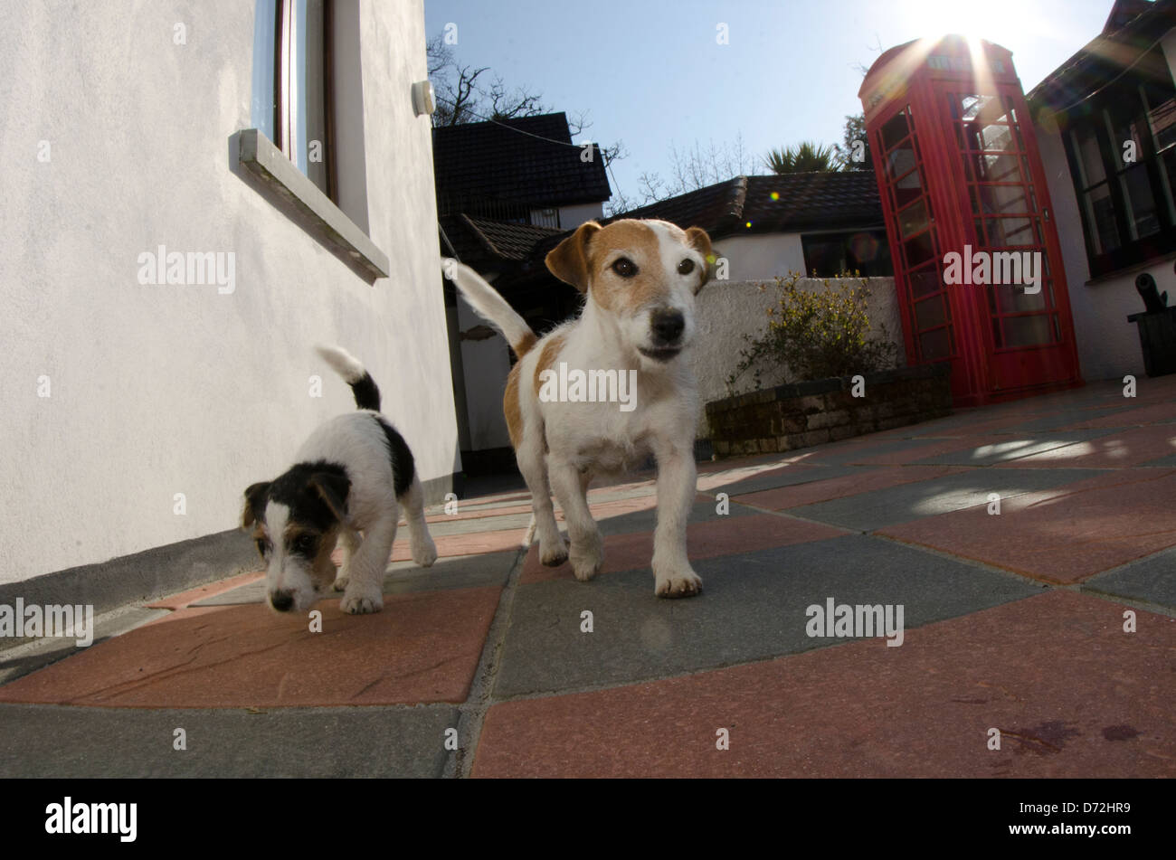 Puppy cute farm hi-res stock photography and images - Alamy