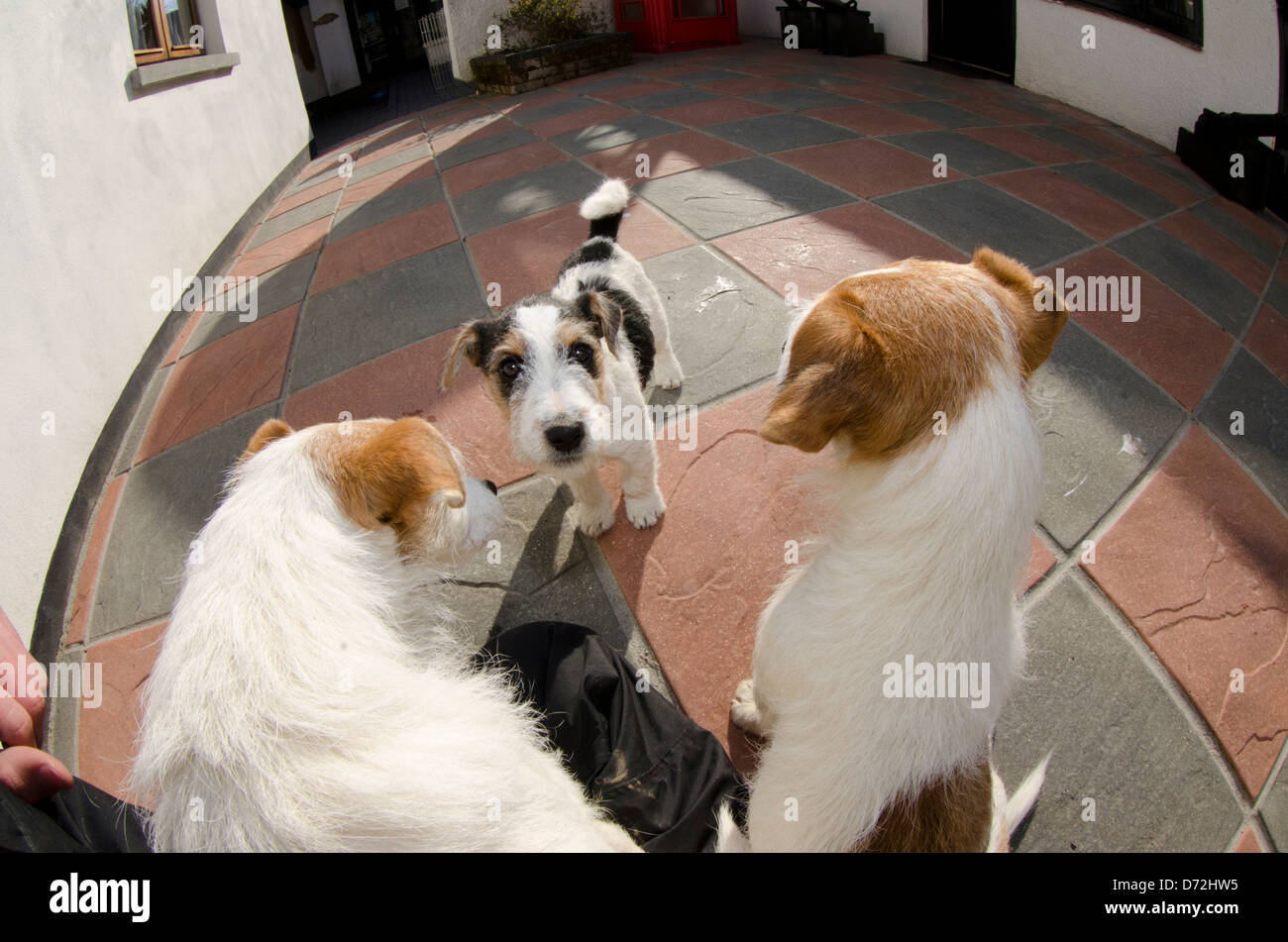 Jack Russells High Resolution Stock Photography and Images - Alamy