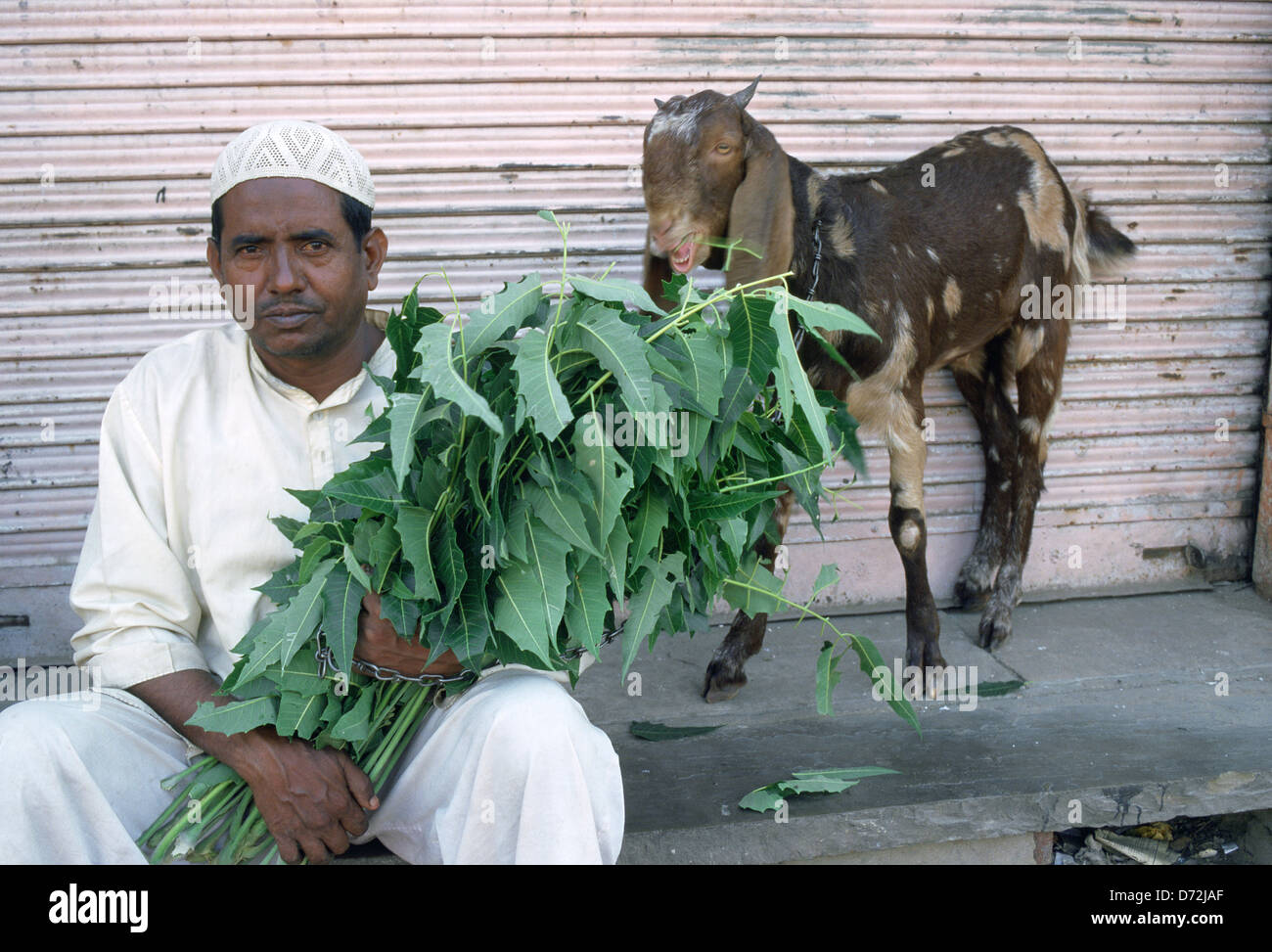 Muslim man feeding his he-goat in a street ( India Stock Photo - Alamy