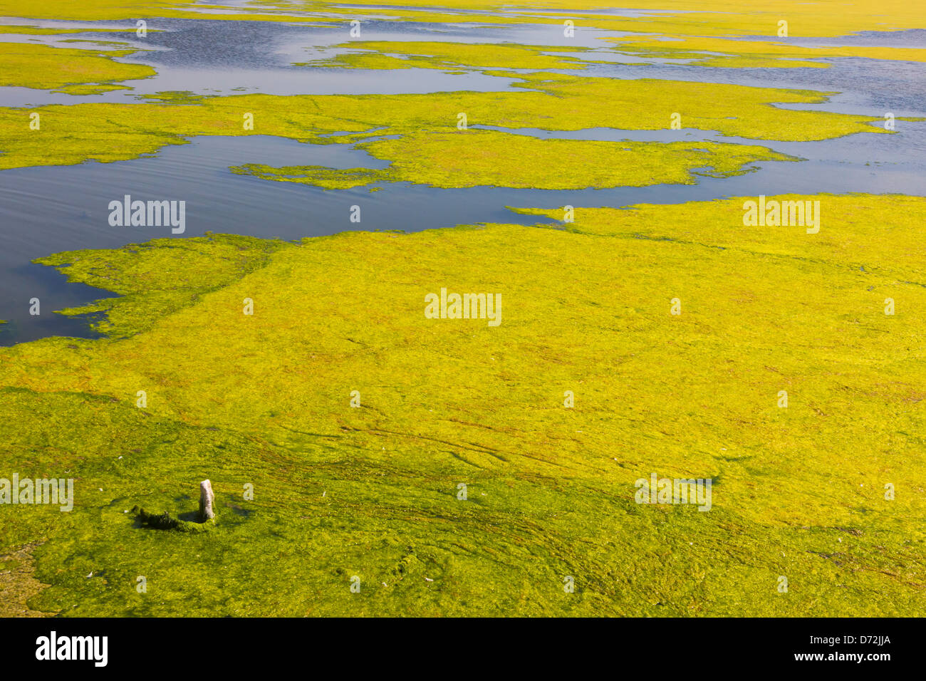 Wetland, Cap Bon, Tunisia Stock Photo - Alamy