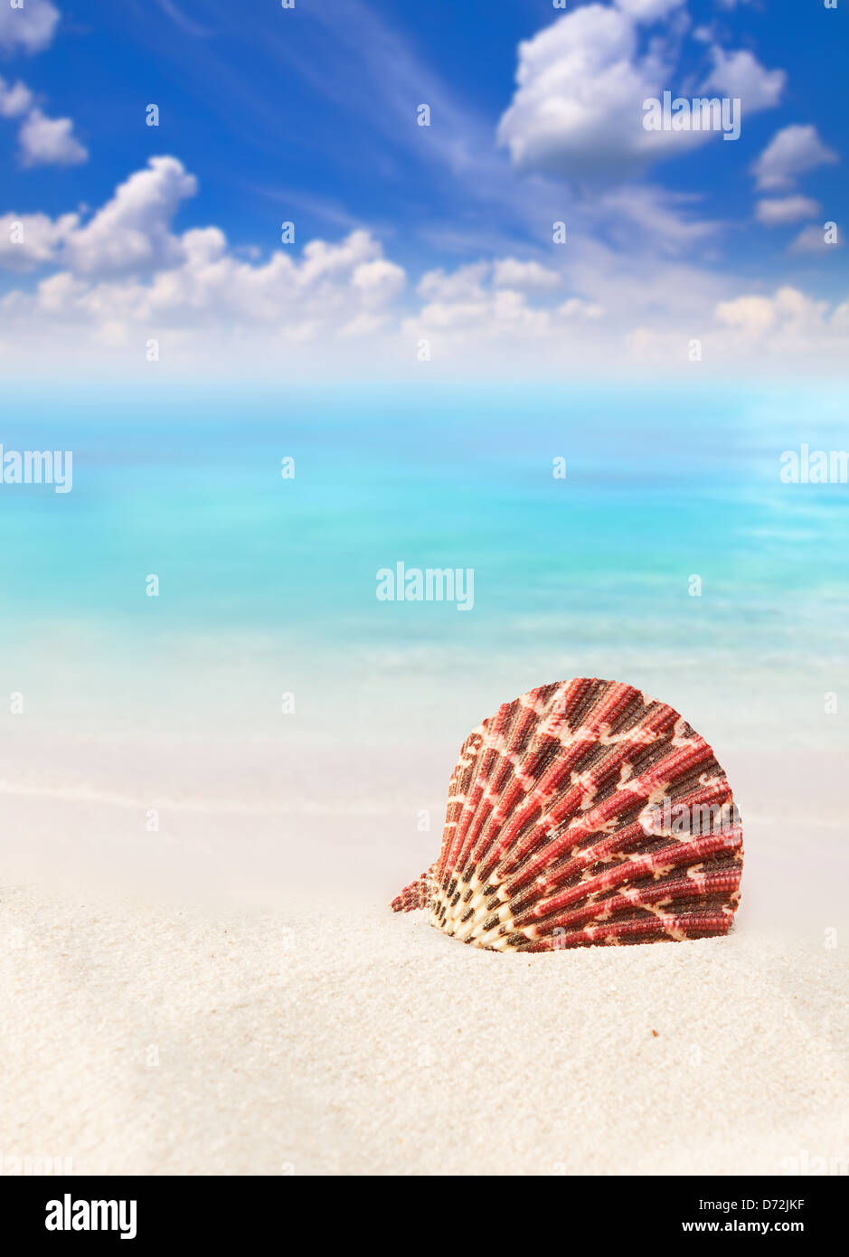 Shell on the beach Stock Photo - Alamy