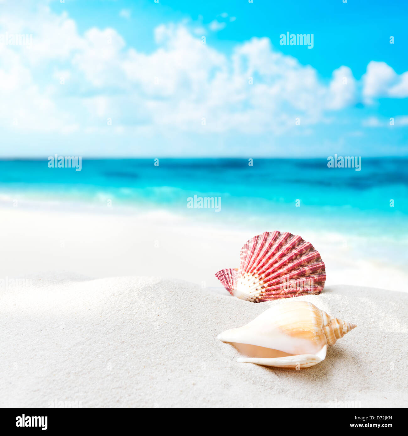 Beach background shell hi-res stock photography and images - Alamy