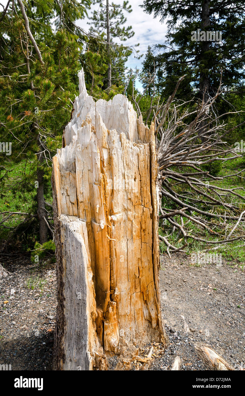 broken trunk by a lightning strike in Yellowstone National Park Stock ...