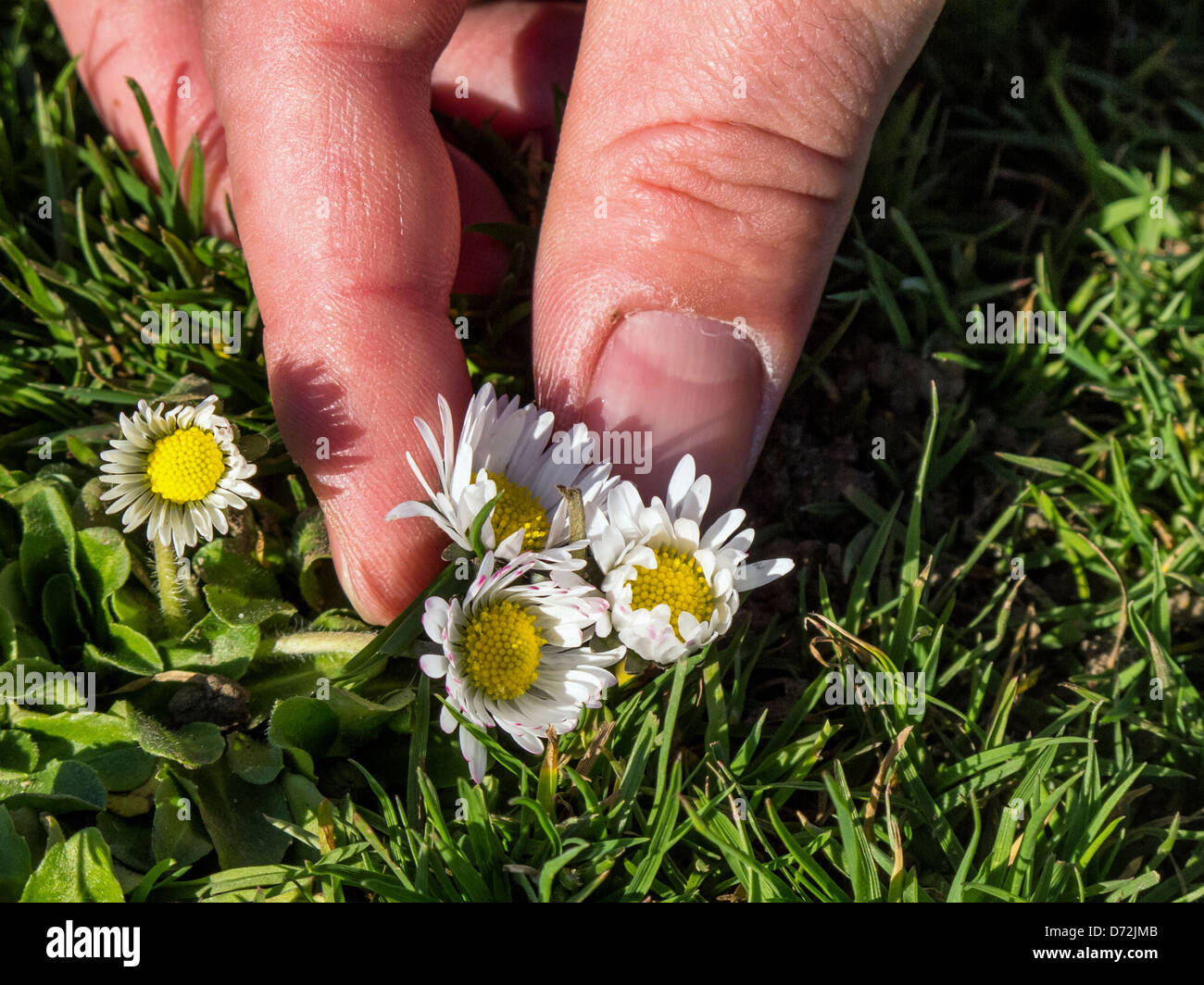 Thumb and forefinger of hand picks daisy flower (bellis perennis Stock ...