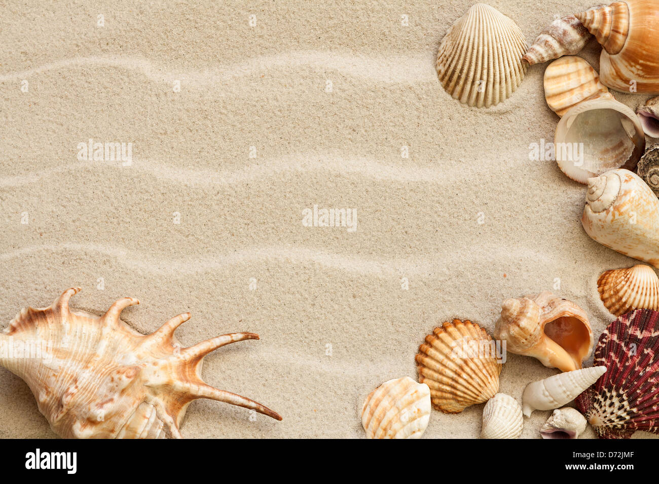 sea shells with sand as background Stock Photo - Alamy