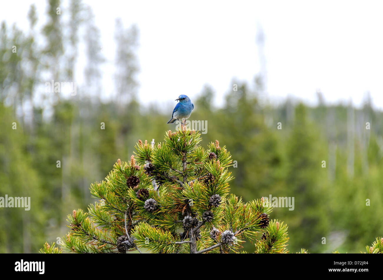 Bluebird in tree hi-res stock photography and images - Alamy